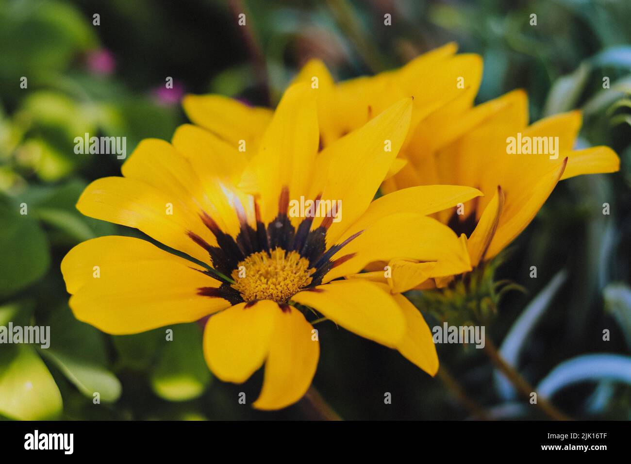 Flower asmr hi-res stock photography and images - Alamy