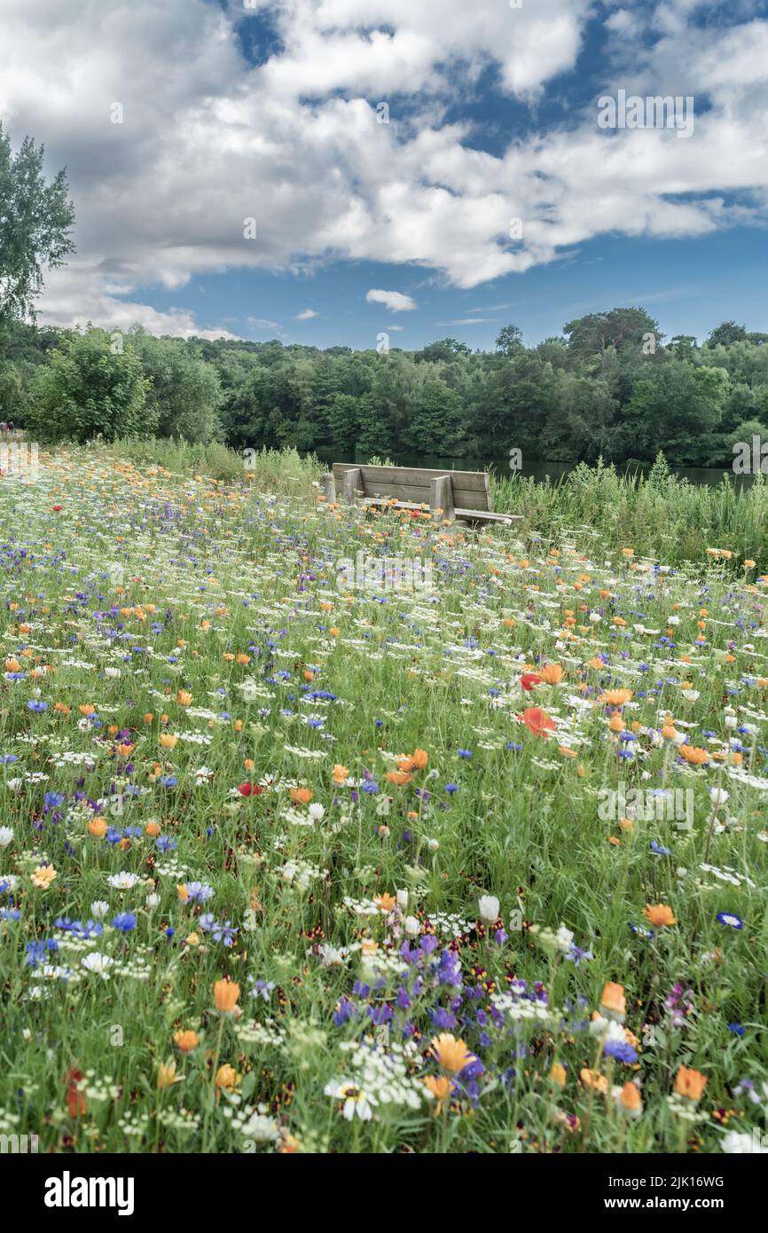 Staffordshire Lakeside colourful flower display Staffordshire Stock ...
