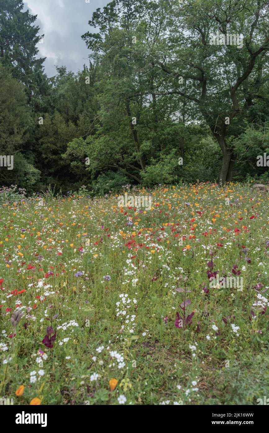 Staffordshire Lakeside colourful flower display Staffordshire Stock ...