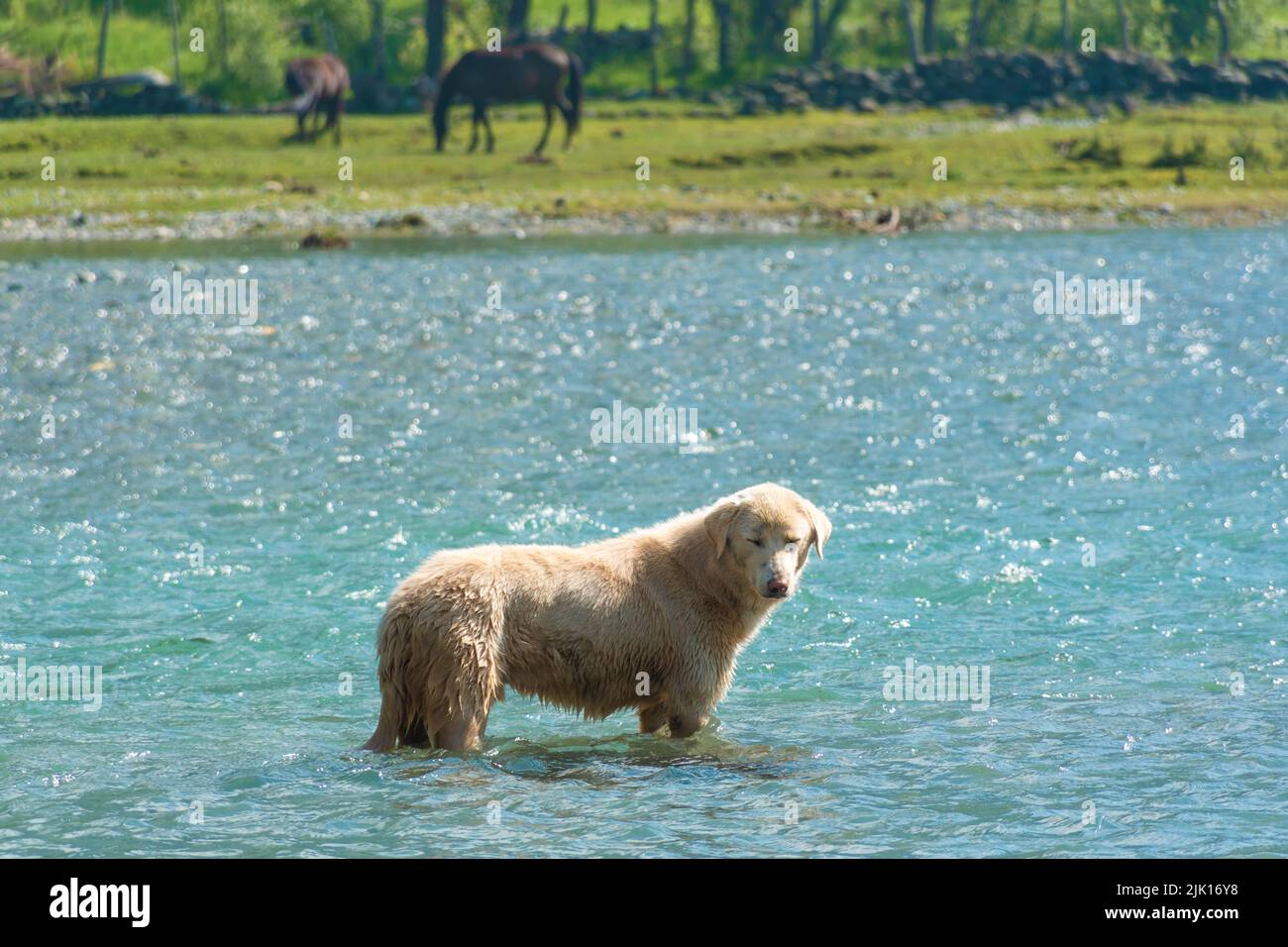 Dogs kashmir hi-res stock photography and images - Alamy