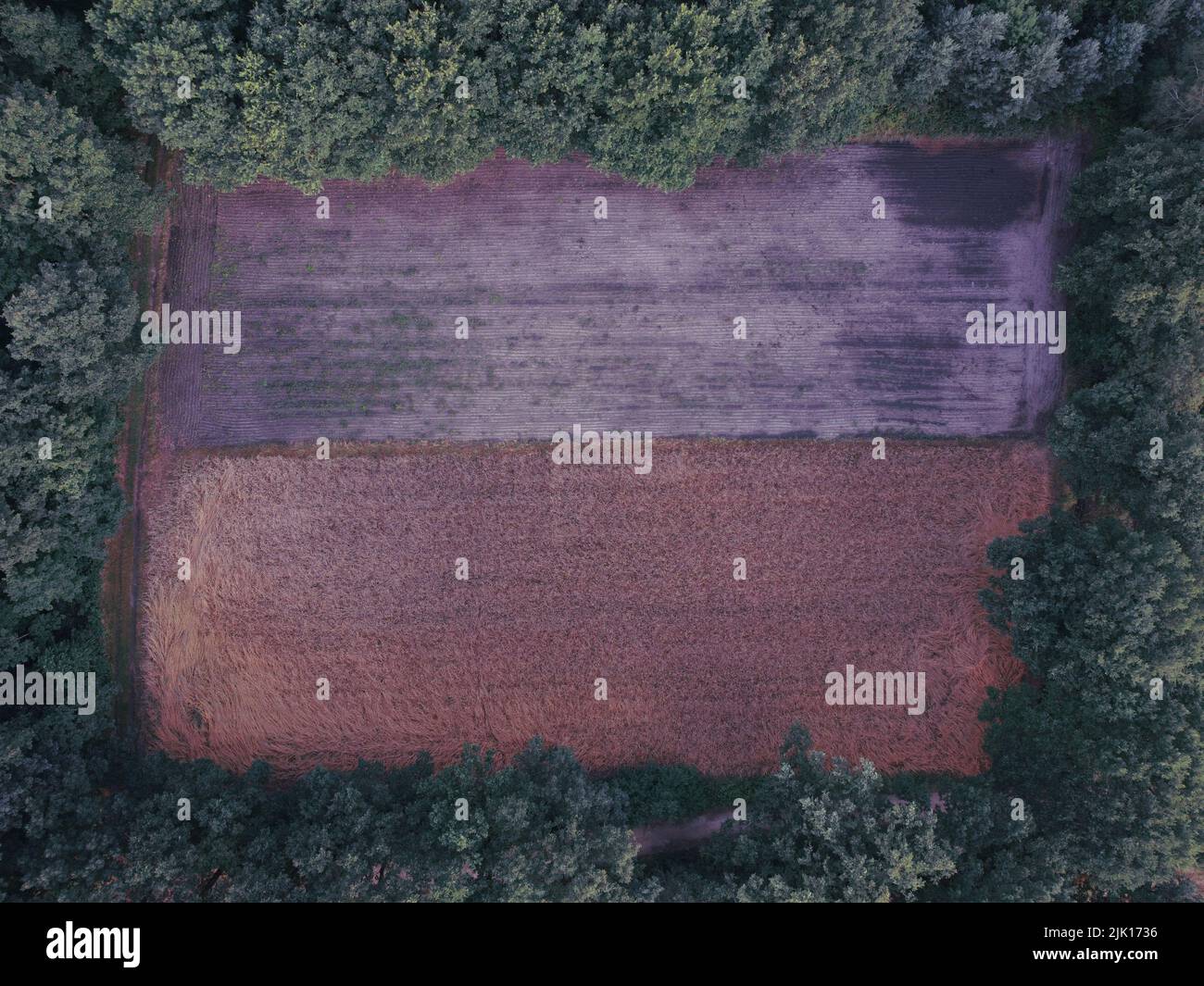 A drone shot of a rectangle shaped wheat field surrounded by forest ...