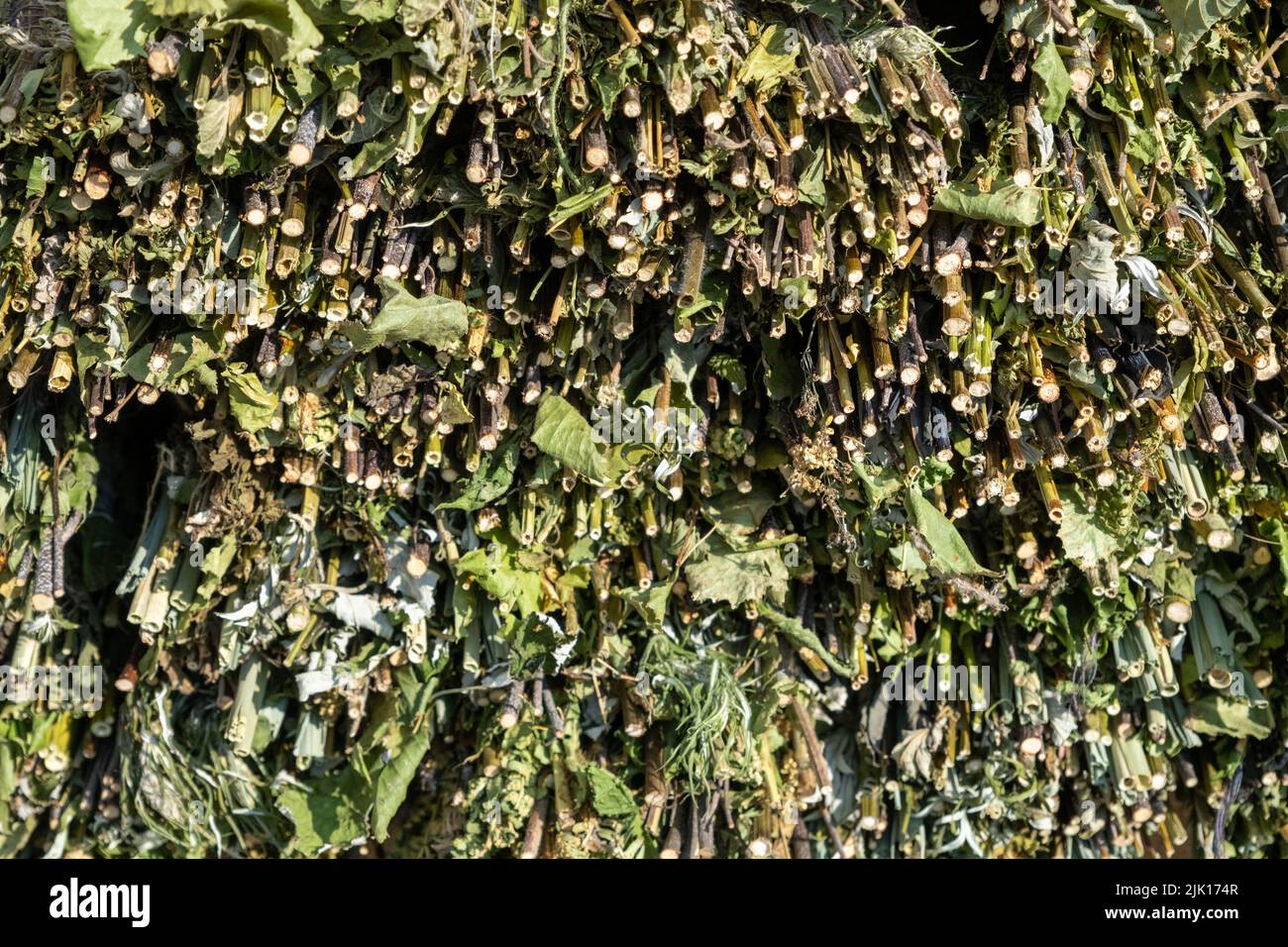 Dry grass background. Natural texture and background from dry grass ...