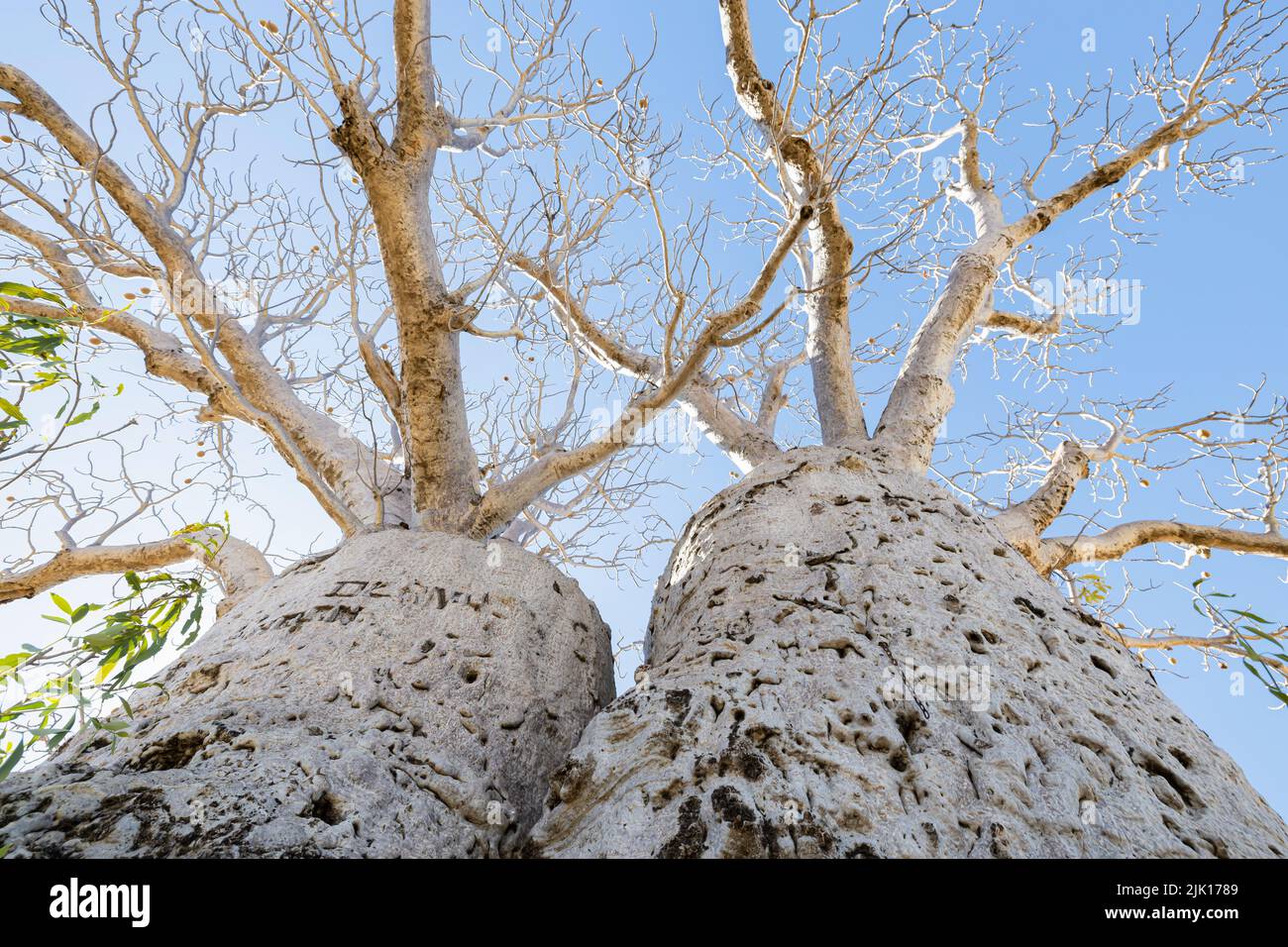 Boab trees twin in Kimberley, Western Australia Stock Photo - Alamy
