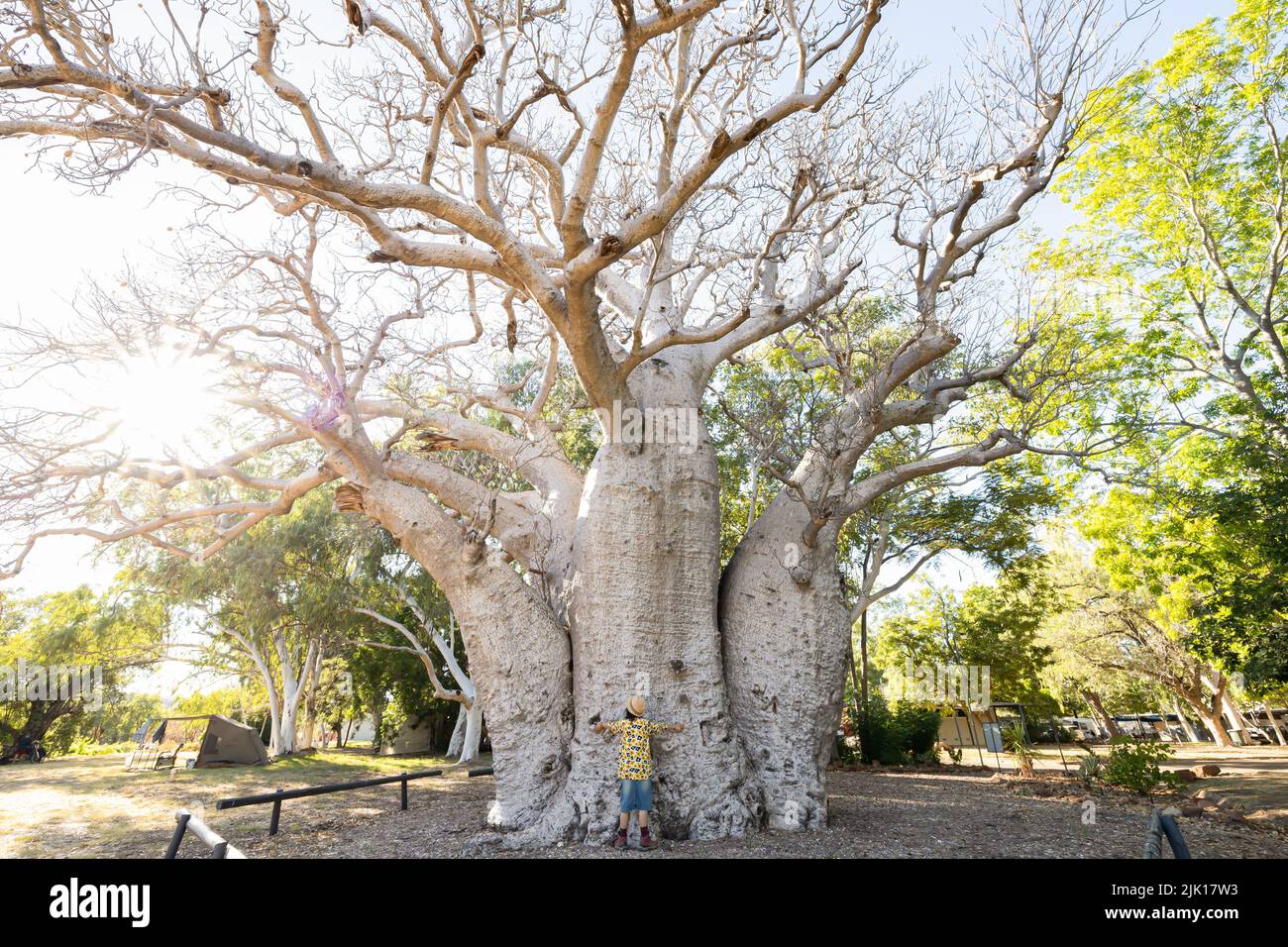 A woman is standing in front of the biggest boab tree in Kimberley ...