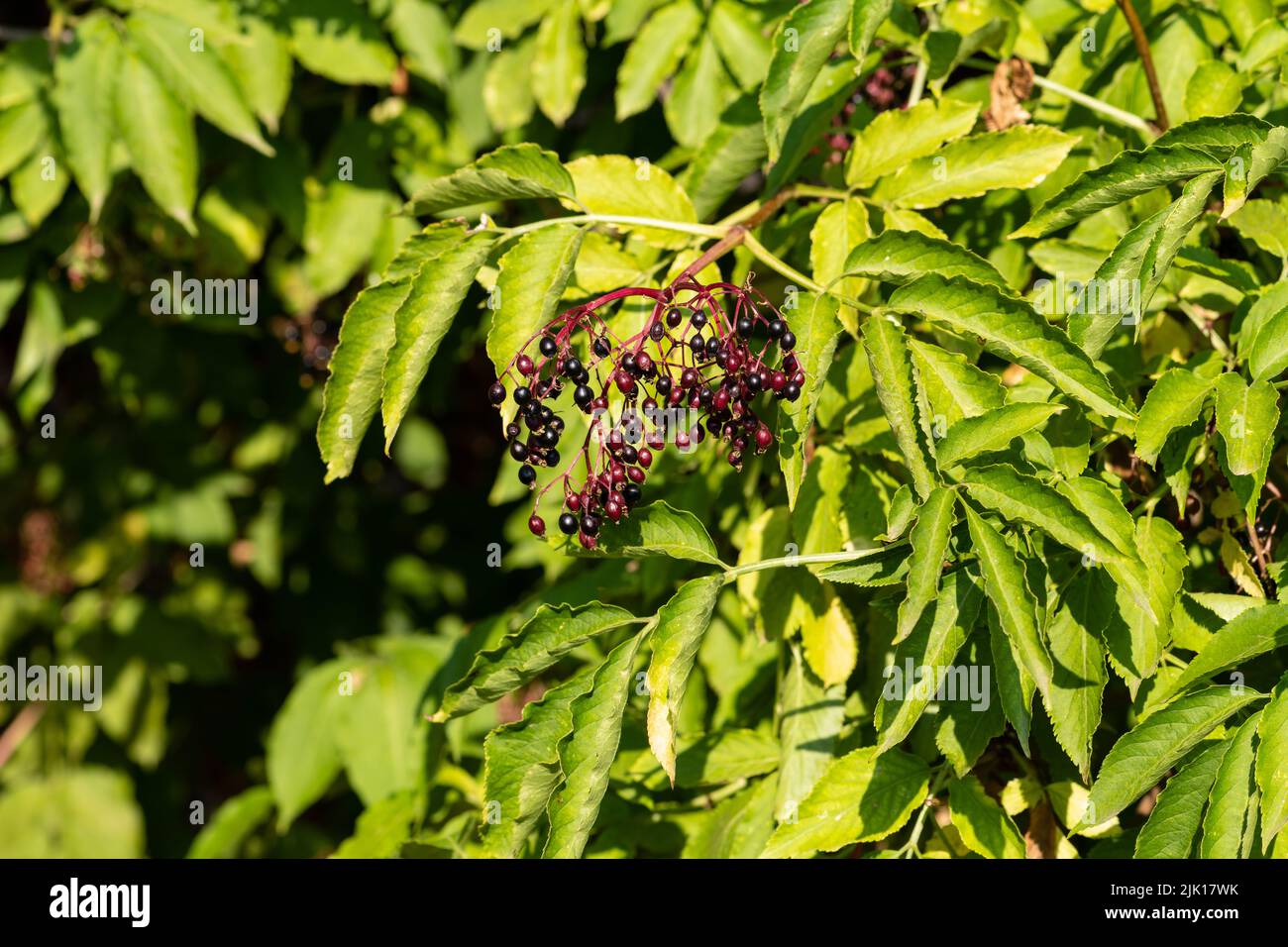 Sambucus tree hi-res stock photography and images - Alamy