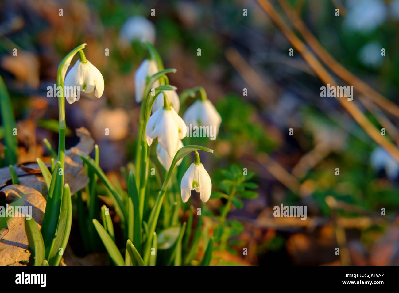 Snowdrops in the spring sunshine Stock Photo - Alamy
