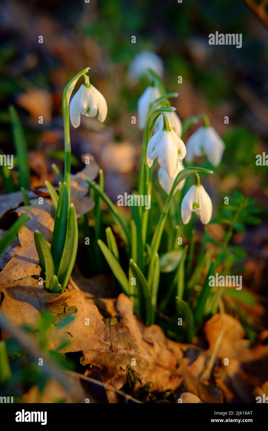 Giant snowdrops hi-res stock photography and images - Alamy