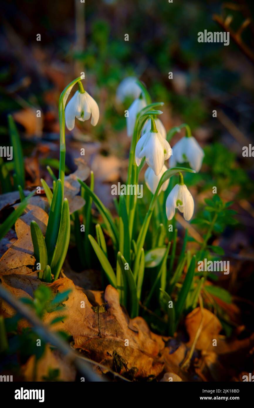 Giant drop hi-res stock photography and images - Alamy