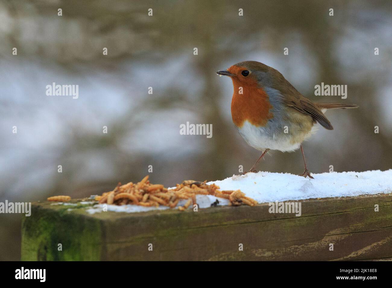 Robin in the snow Stock Photo - Alamy