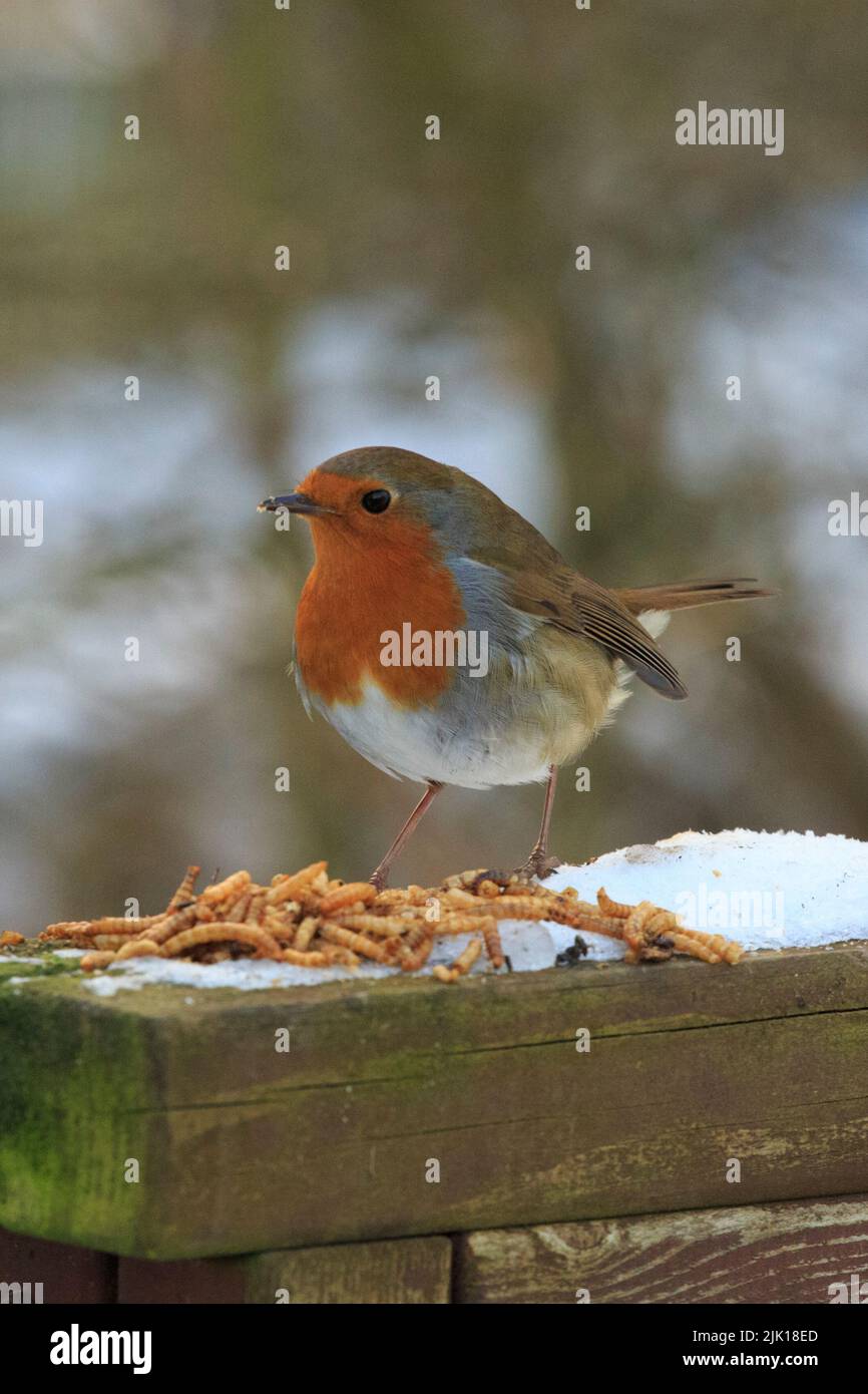 Female robin england hi-res stock photography and images - Alamy