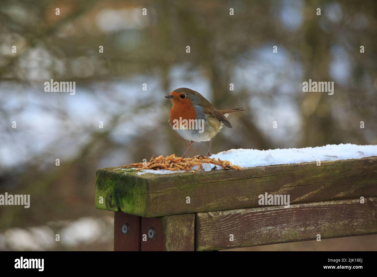Robin in the snow Stock Photo - Alamy