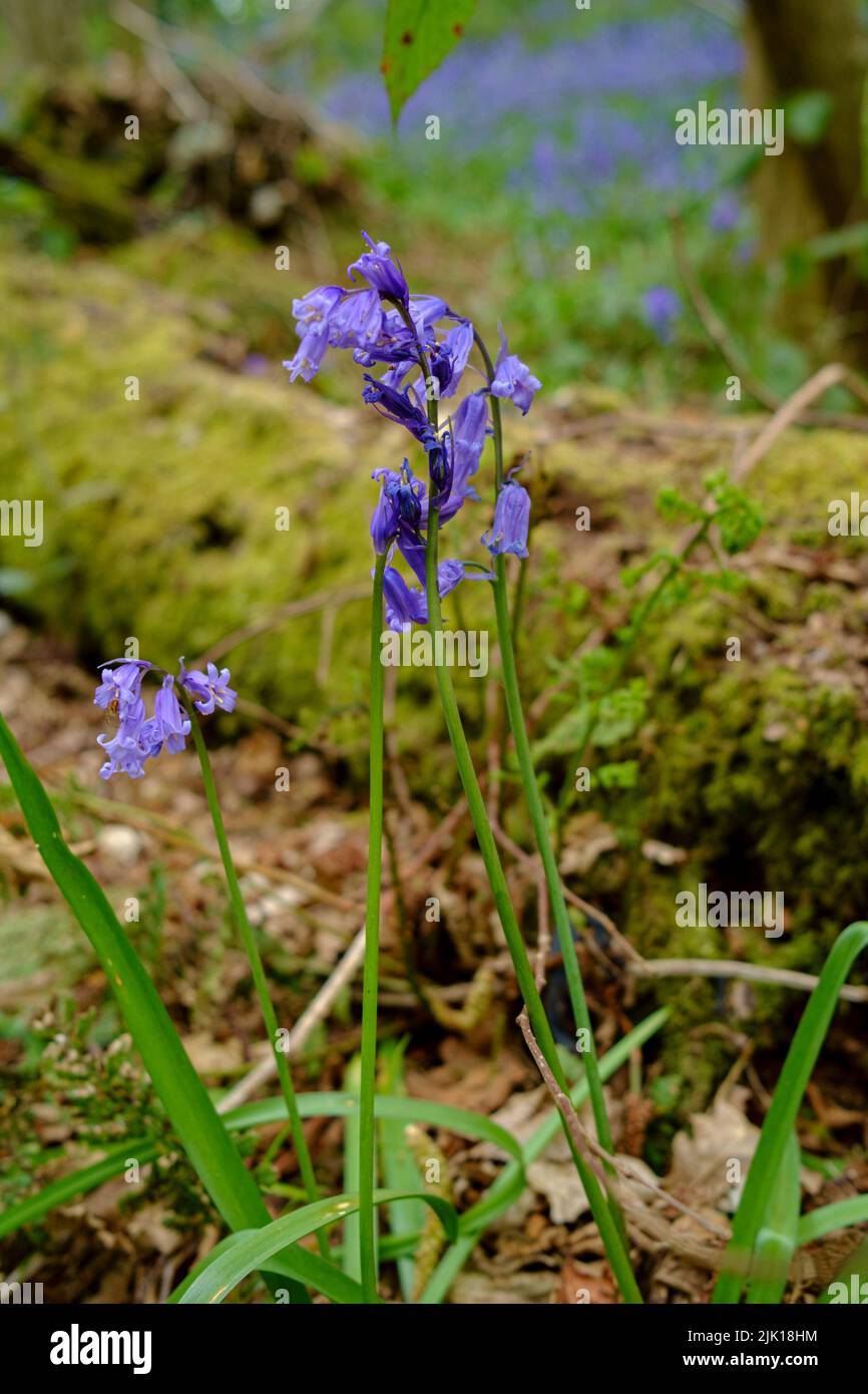 Bluebells in Dolops wood, Polstead, Suffolk Stock Photo - Alamy