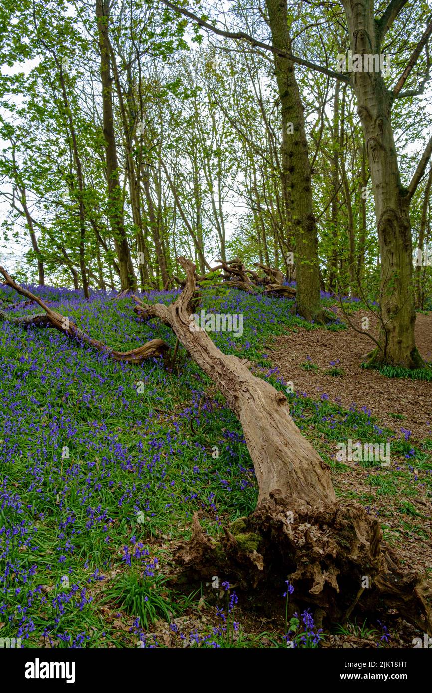 Polstead hi-res stock photography and images - Alamy