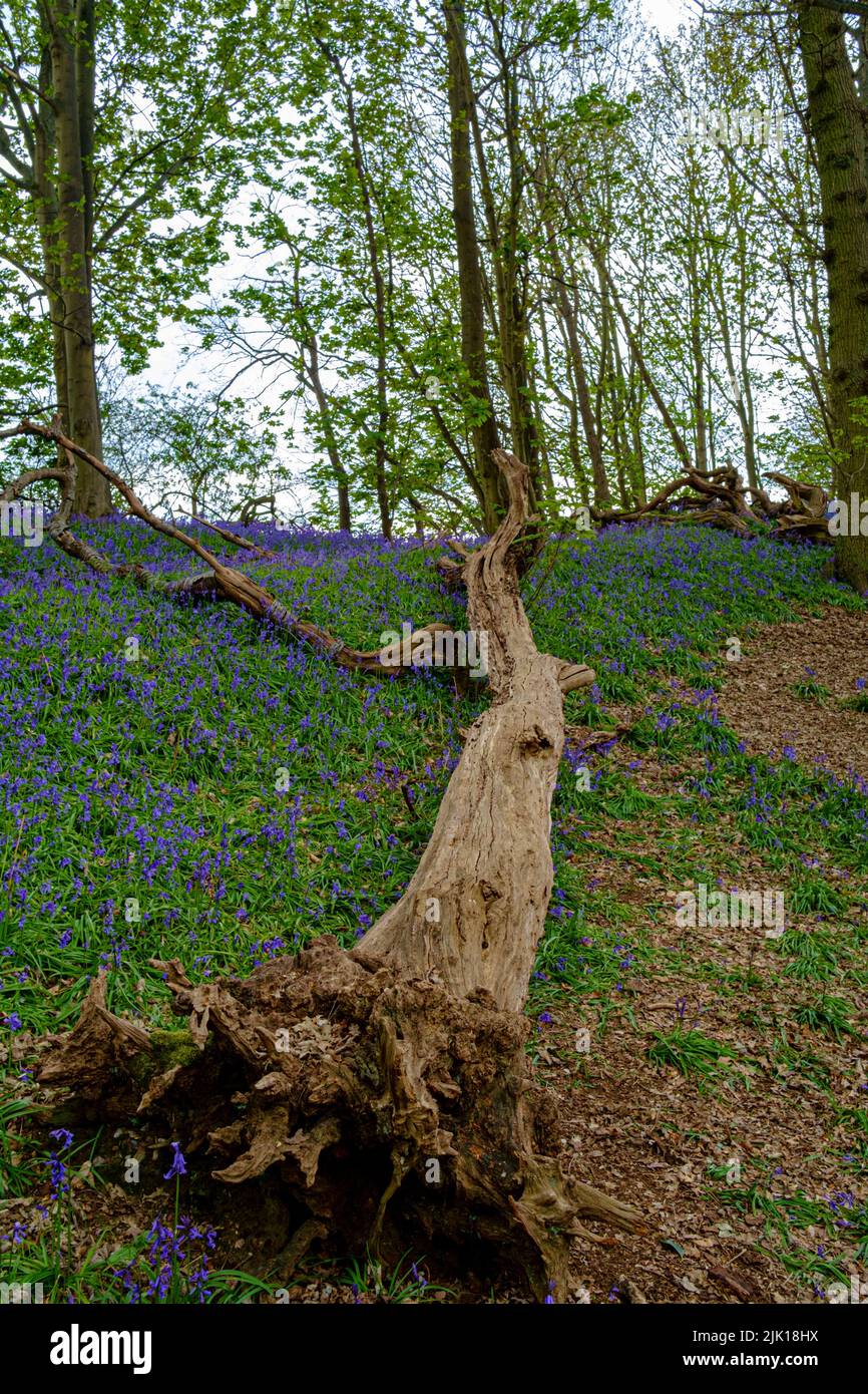 Spring april bluebells woodland walk hi-res stock photography and ...