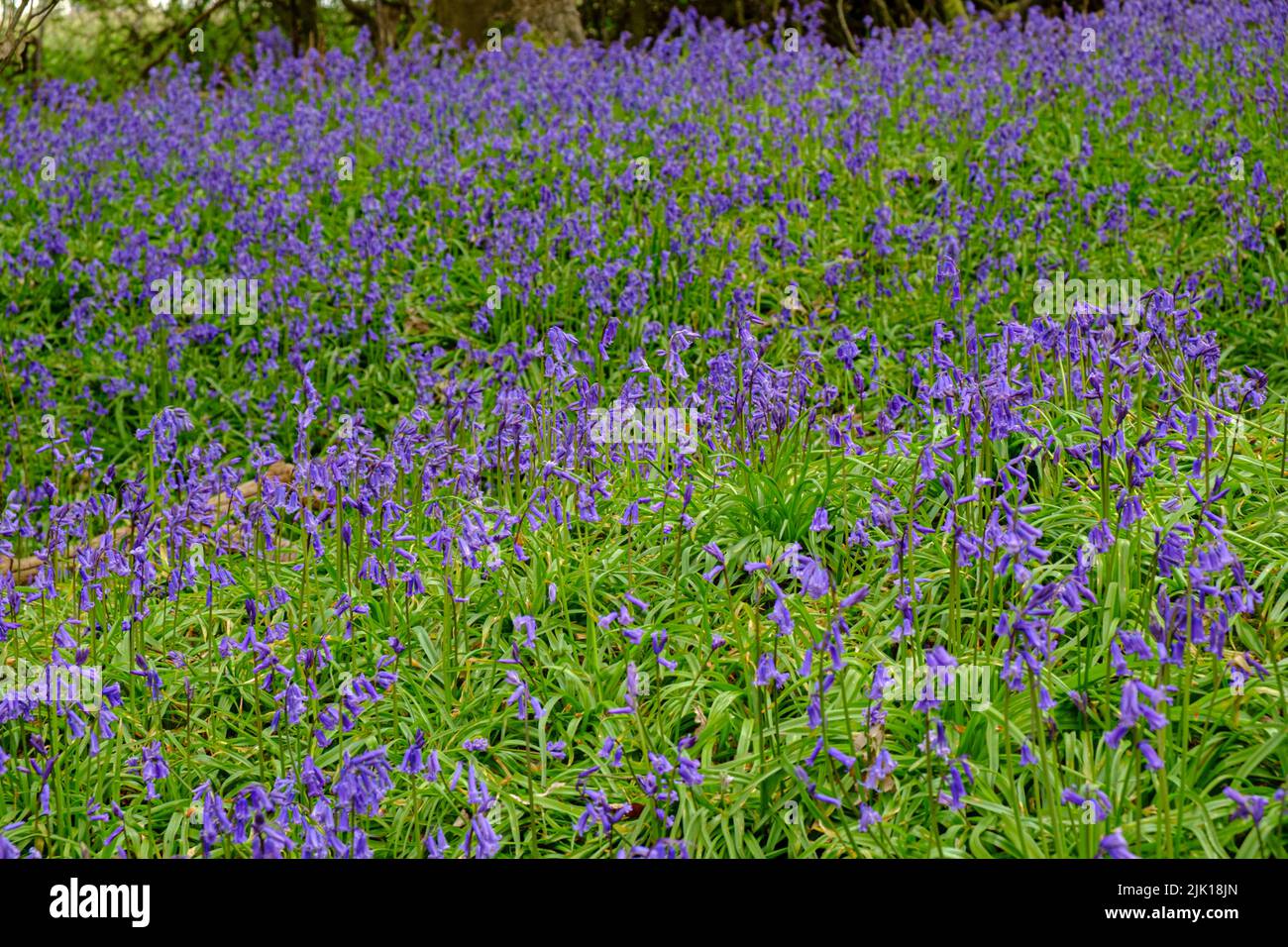 Bluebells in Dolops wood, Polstead, Suffolk Stock Photo - Alamy