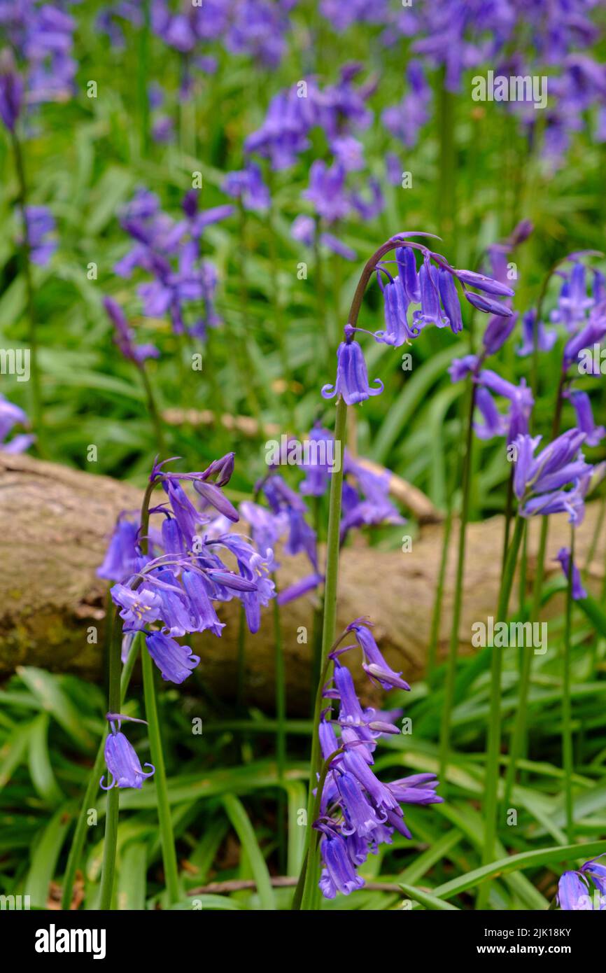 Bluebells in Dolops wood, Polstead, Suffolk Stock Photo - Alamy