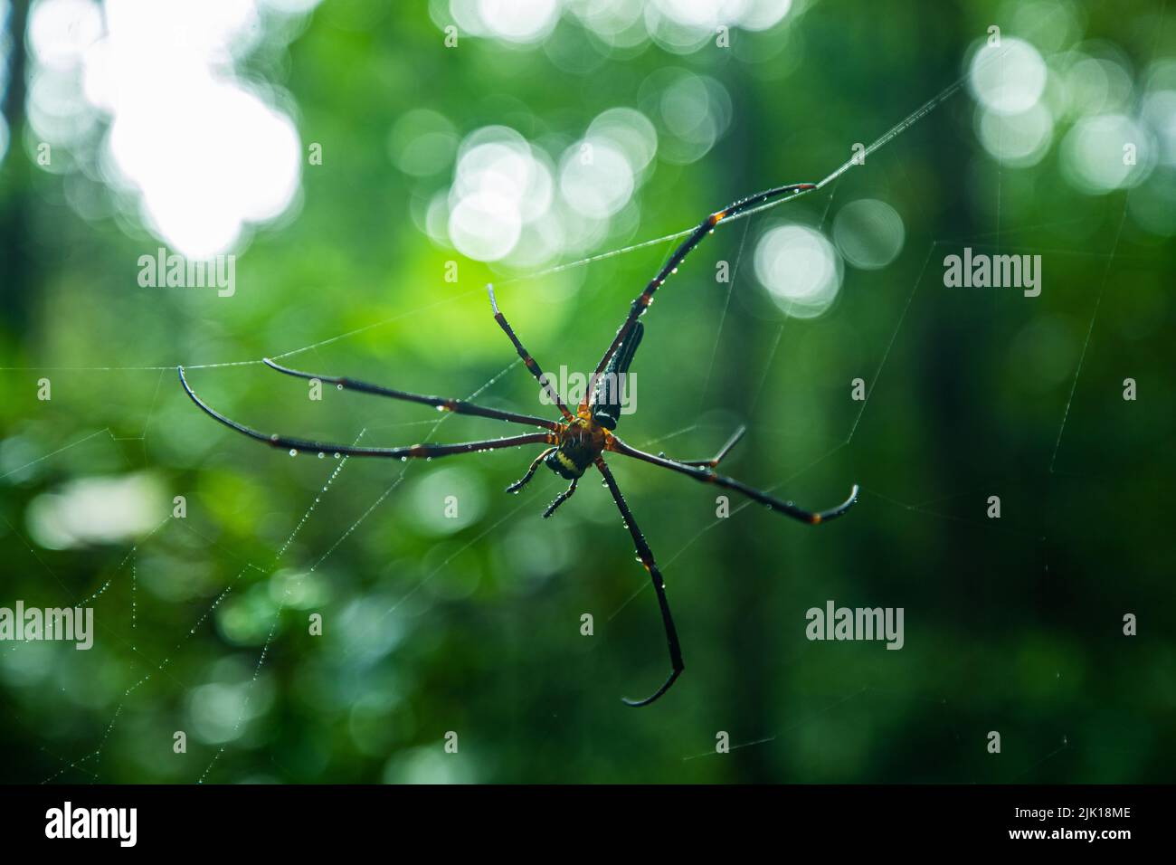 Spider insects hi-res stock photography and images - Alamy