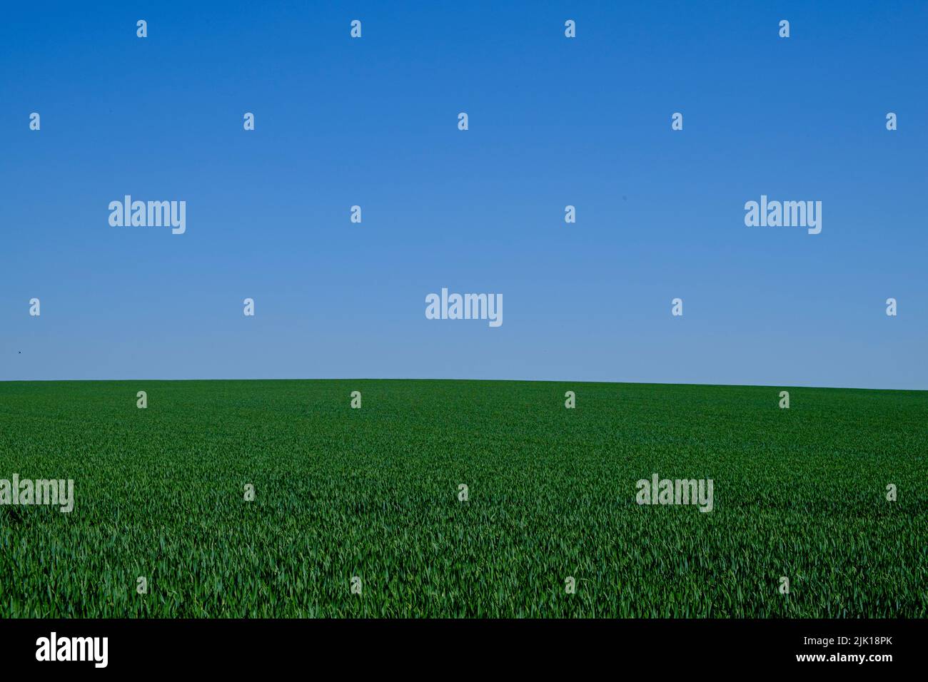 View of the Suffolk countryside, Aldham, Hadleigh, Suffolk, England, UK ...