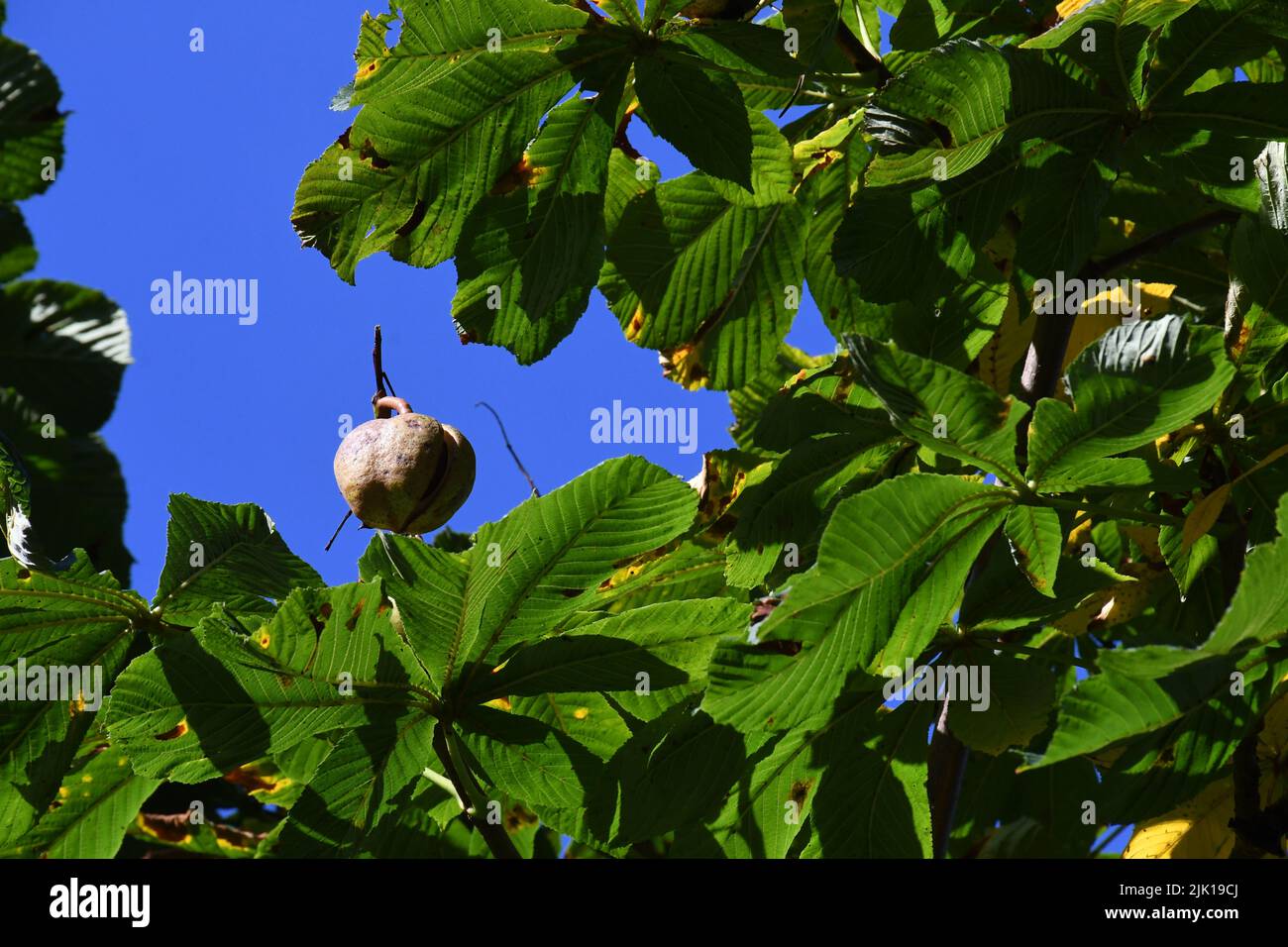 Chestnut, Kilkenny, Ireland Stock Photo - Alamy