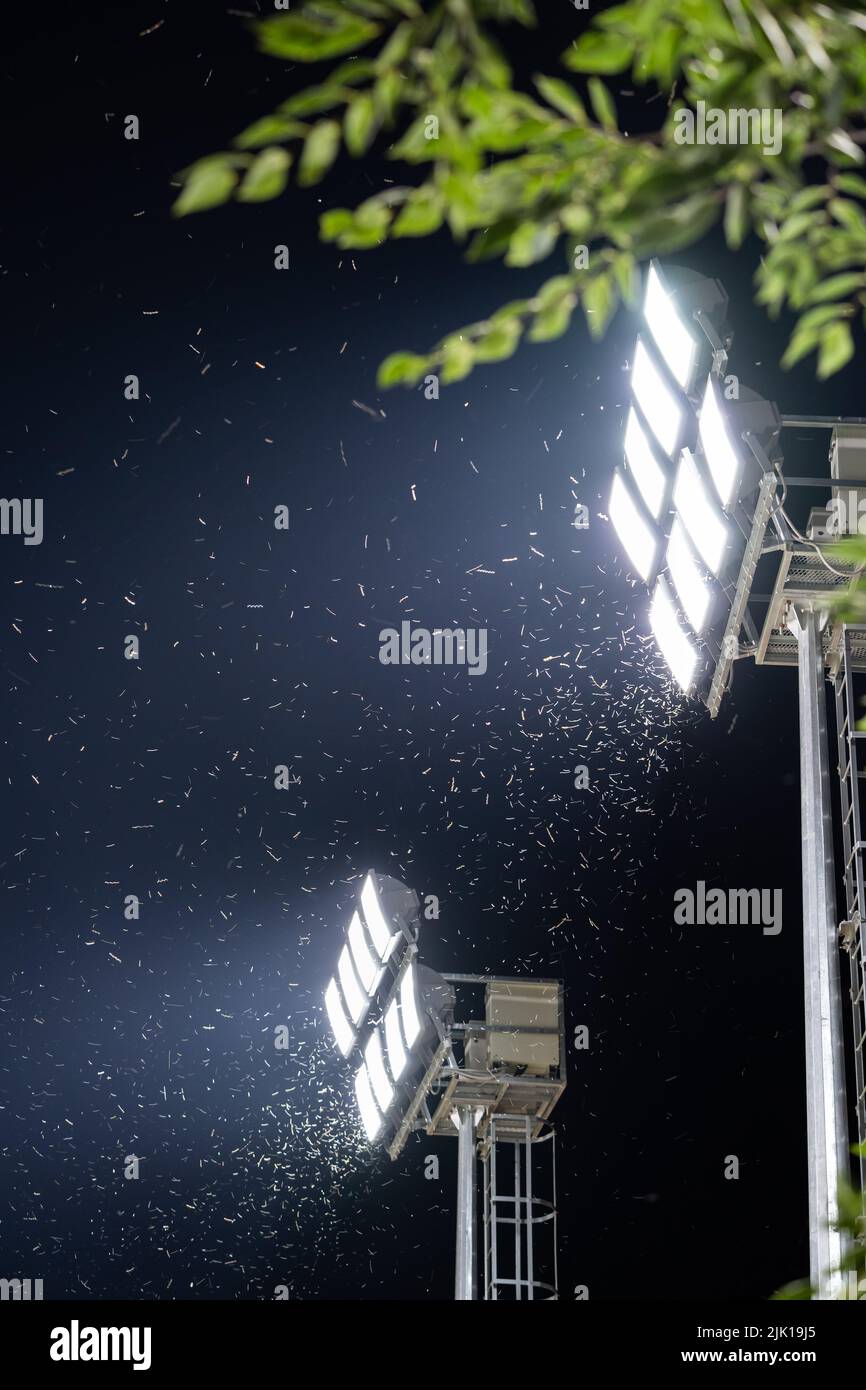 Termites swarming hi-res stock photography and images - Alamy