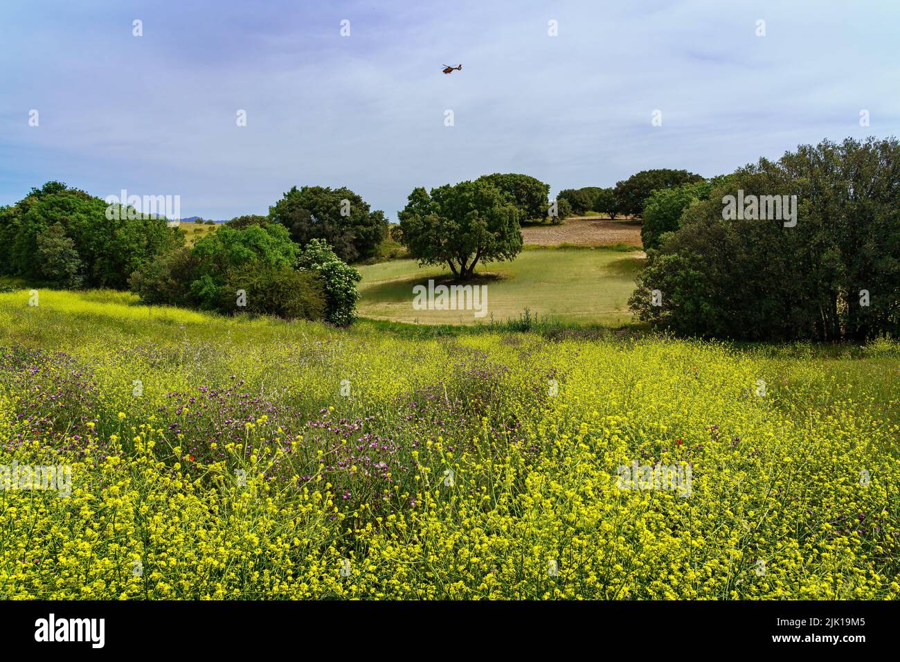 Helicopter flying over fields of yellow flowers and green trees in ...