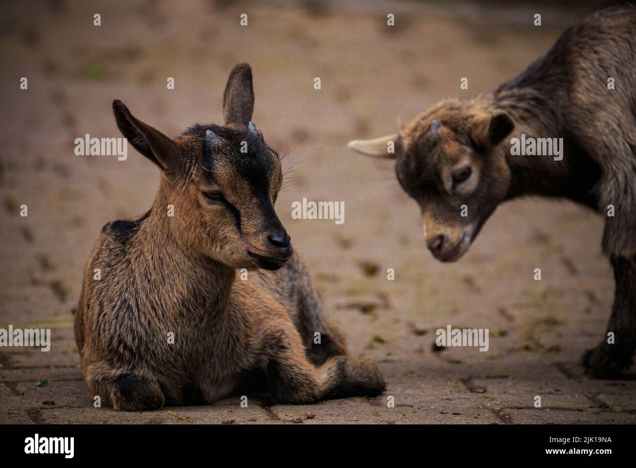 Baby goat petting zoo hi-res stock photography and images - Alamy