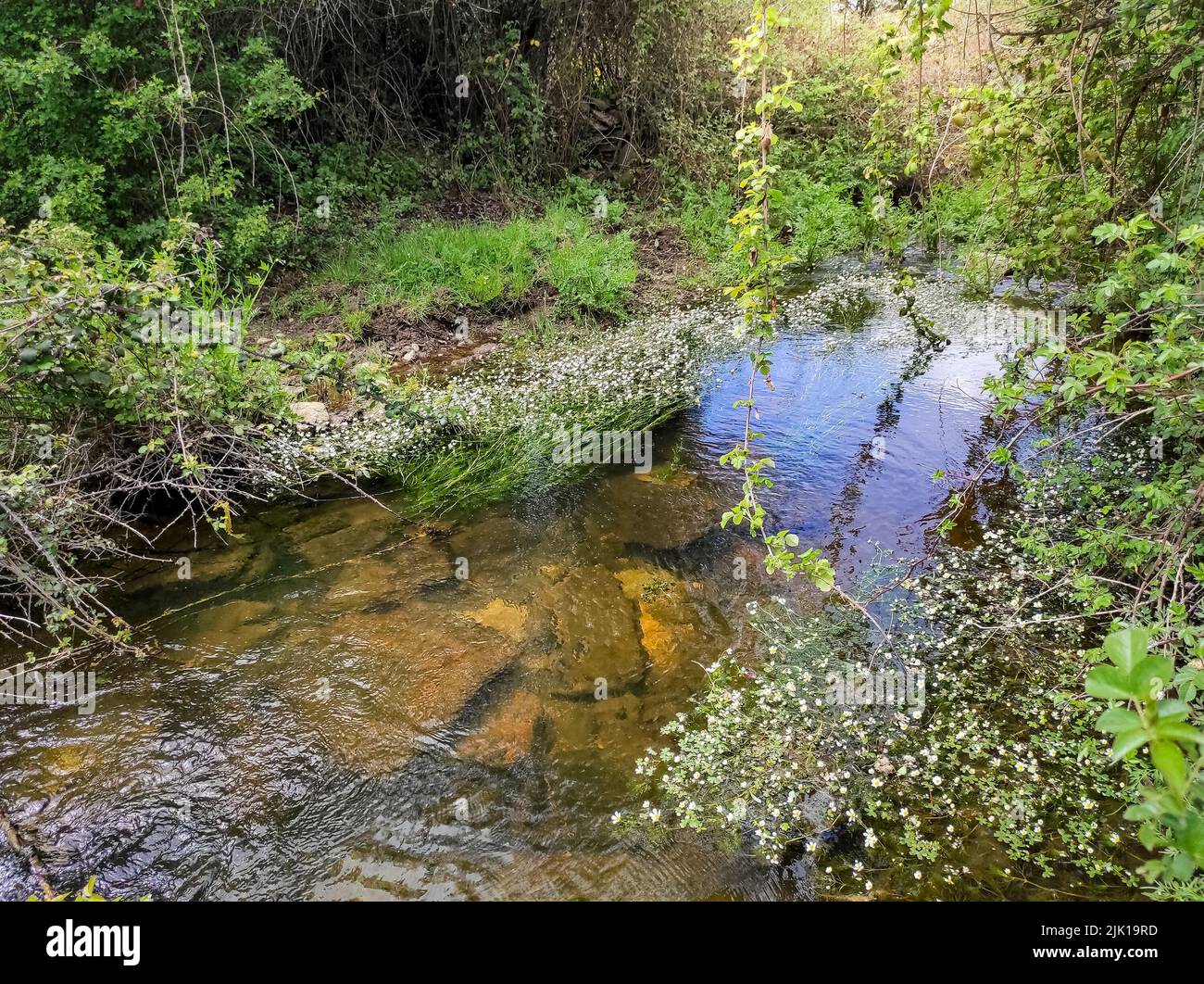 Sunlight and stream plants hi-res stock photography and images - Alamy