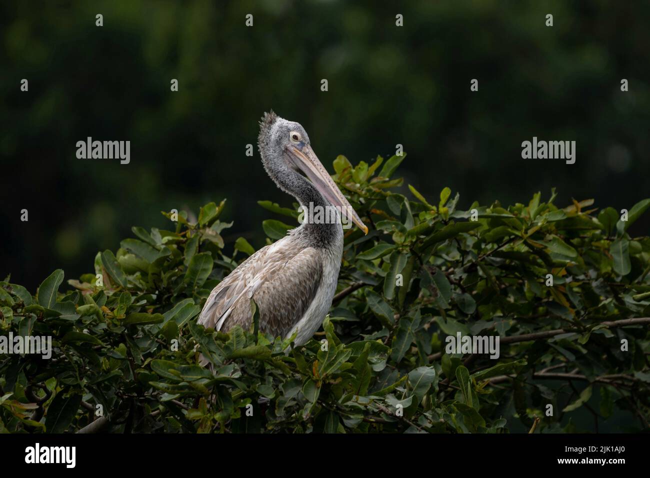 Grey pelican (Pelecanus philippensis), also known as the spot-billed ...