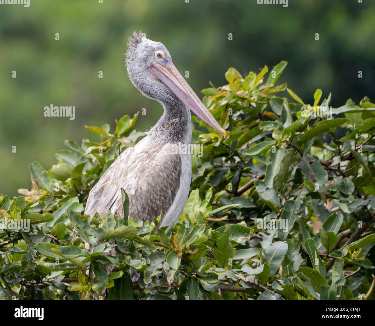 Grey pelican (Pelecanus philippensis), also known as the spot-billed ...
