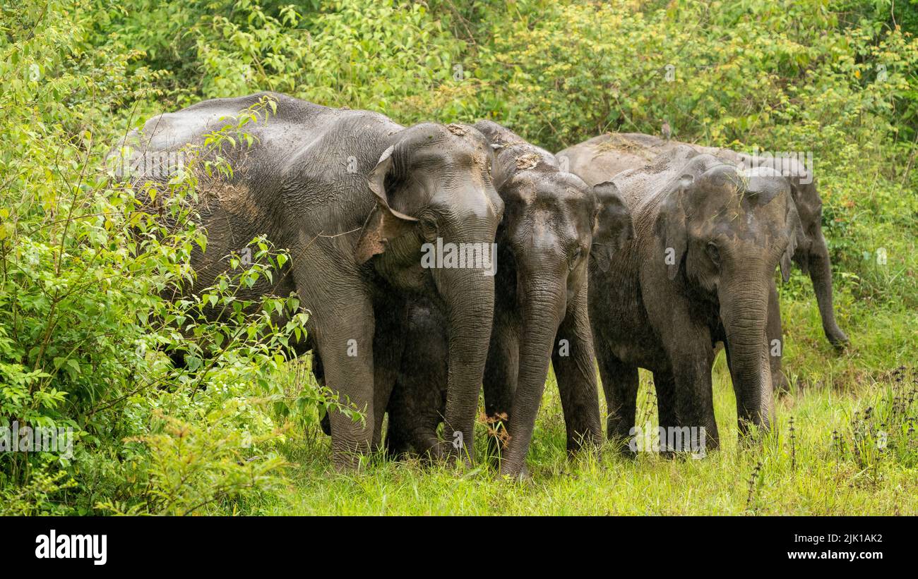 Asiatic elephants from forests of India Stock Photo - Alamy