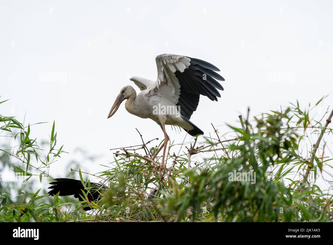 Asian openbill or Asian openbill stork (Anastomus oscitans Stock Photo ...