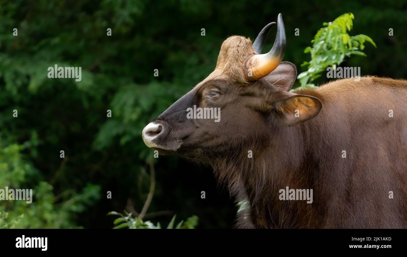 Indian gaur herd hi-res stock photography and images - Alamy