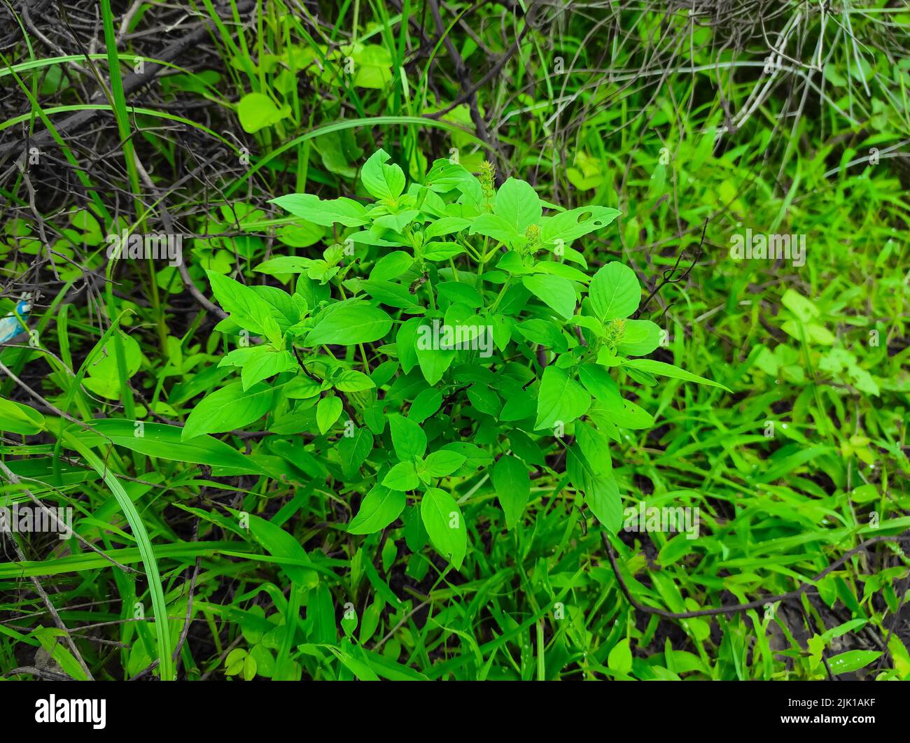 Common sweet basil hi-res stock photography and images - Alamy