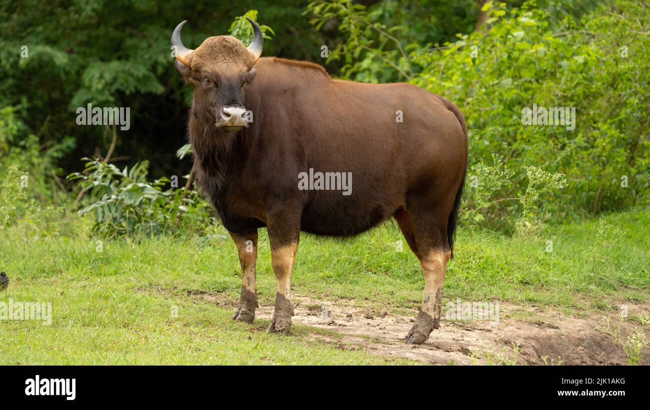 Indian gaur herd hi-res stock photography and images - Alamy
