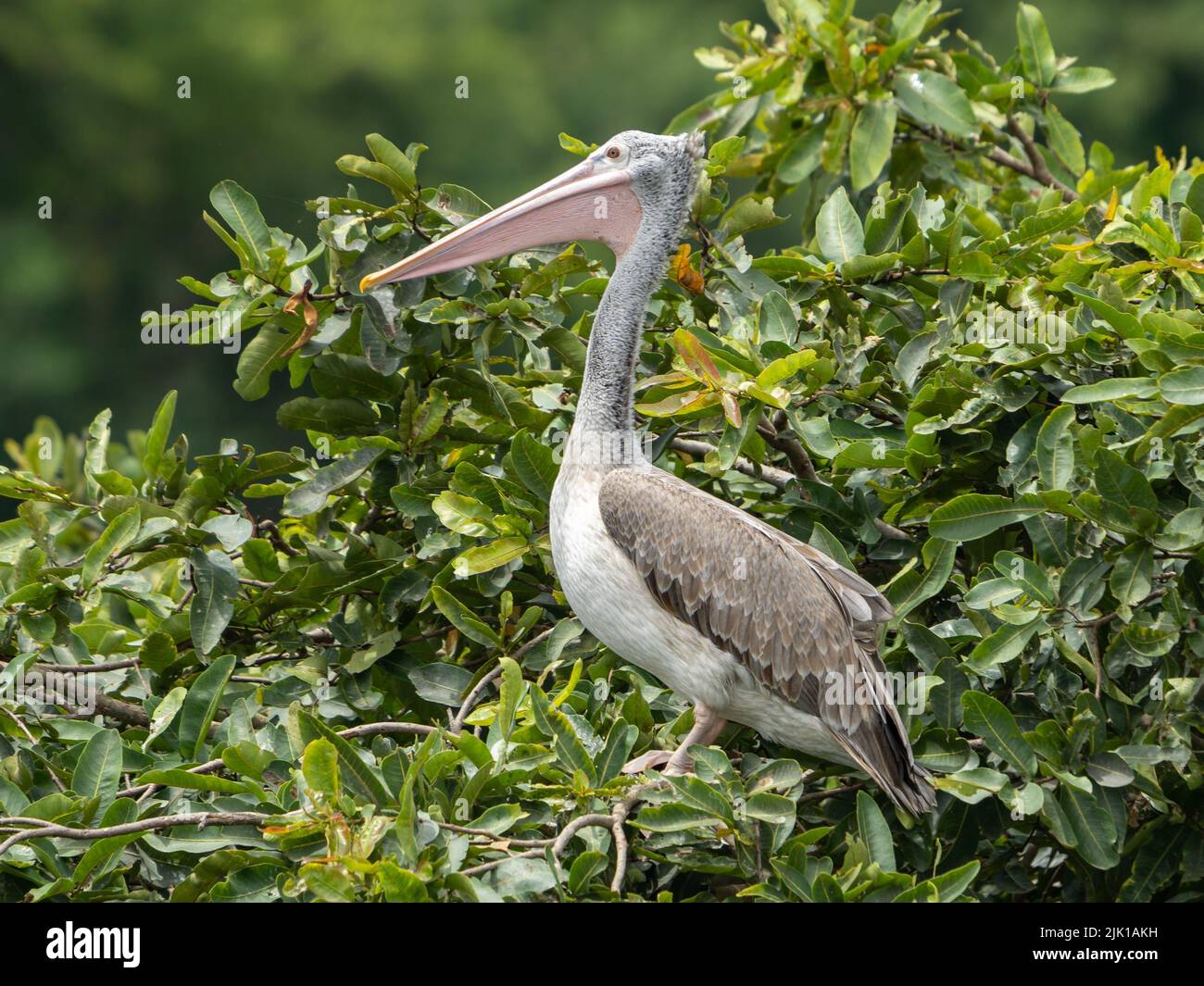 Grey pelican (Pelecanus philippensis), also known as the spot-billed pelican from Ind Stock ...