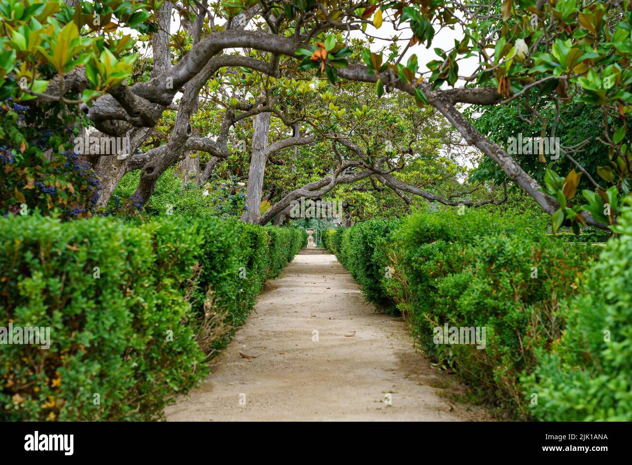 Dirt path in a huge garden with hedges of green bushes and tree ...