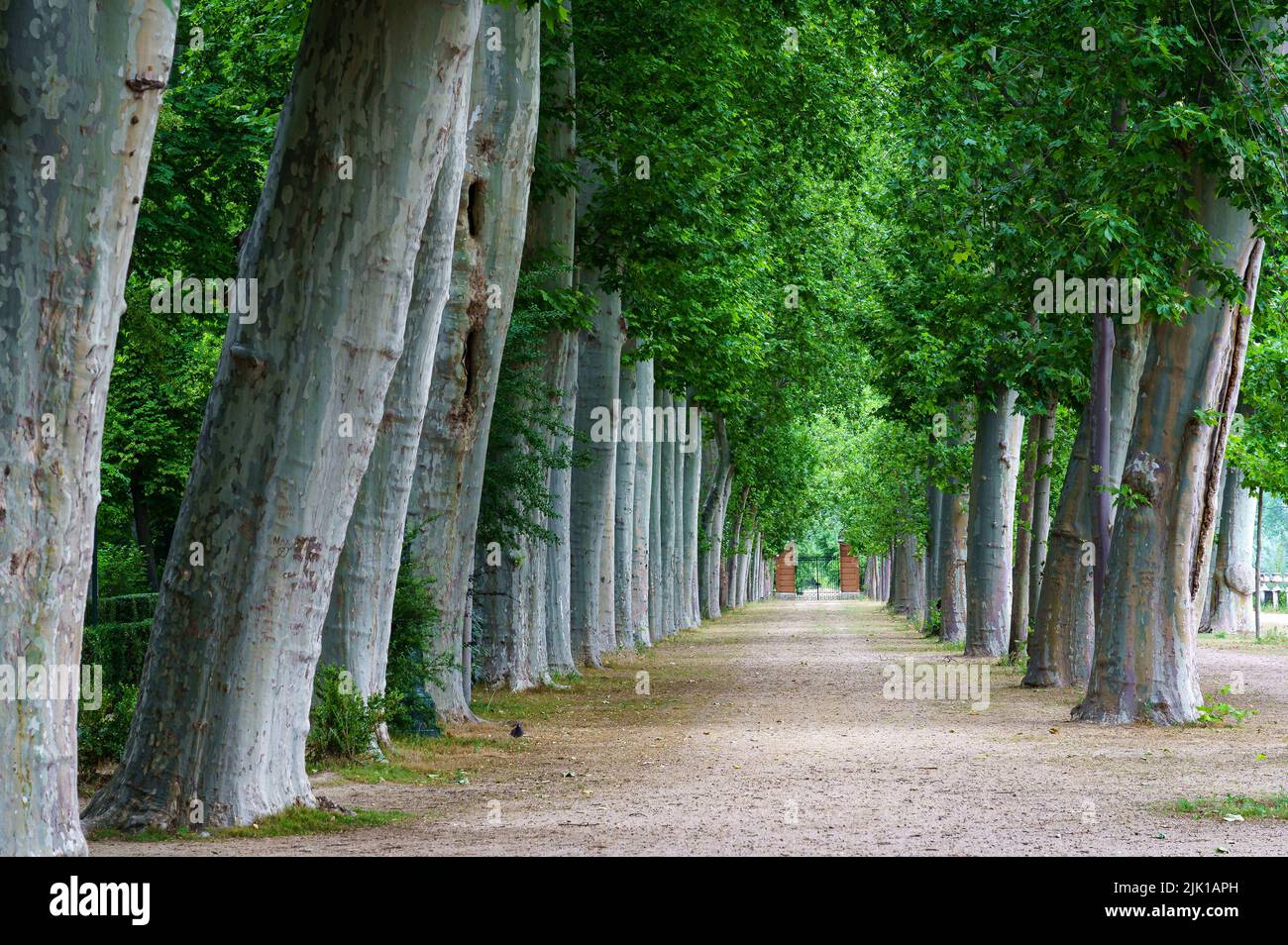 Large public park trees arranged in a row making a path for a walk ...