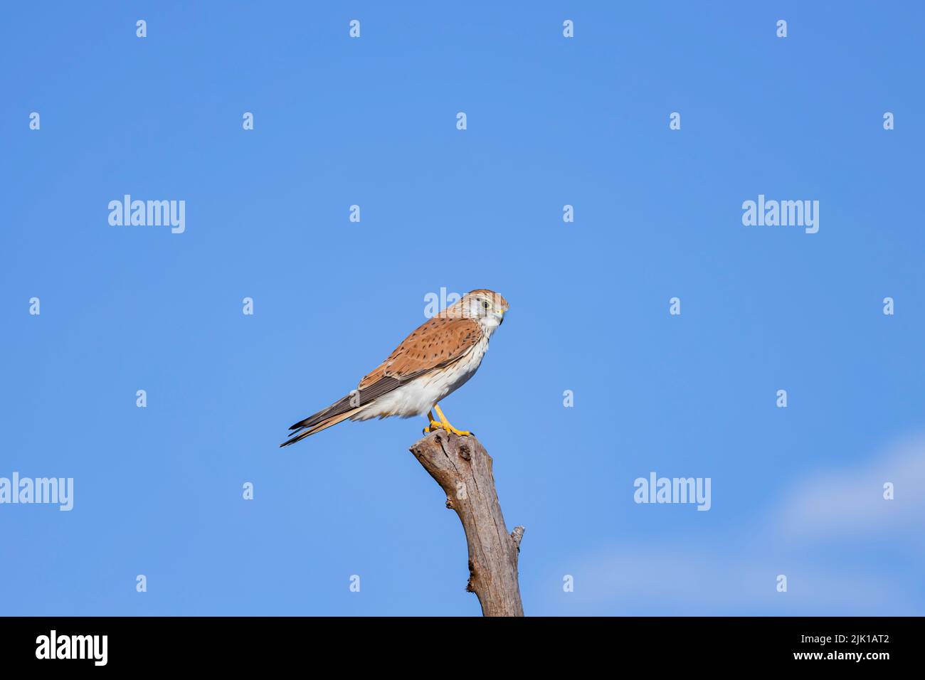 Australian kestrel hi-res stock photography and images - Alamy