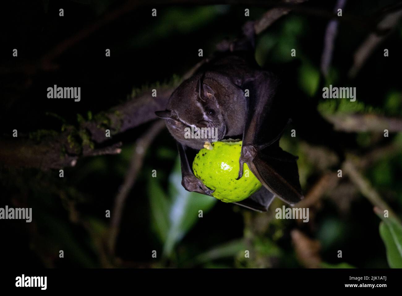 Bat upside down eating night hi-res stock photography and images - Alamy