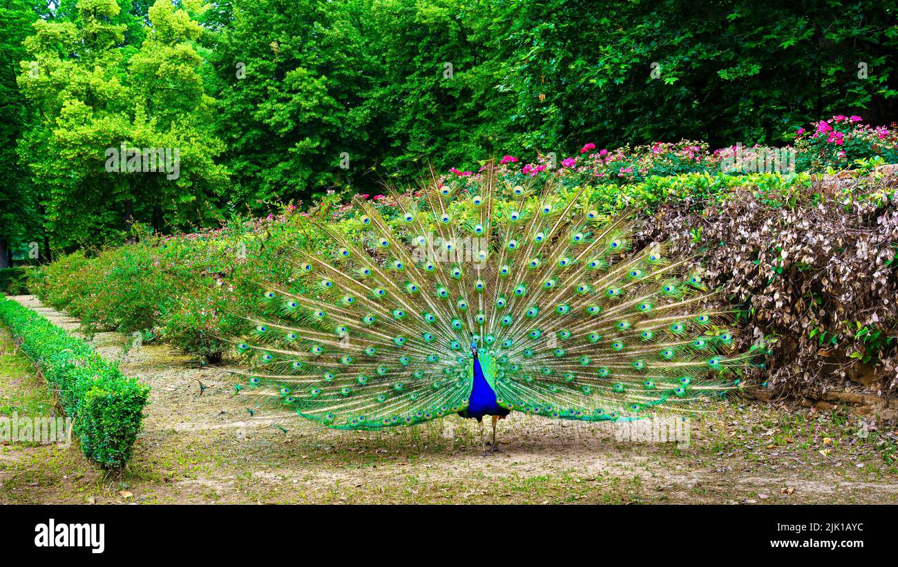 Peacock With Its Tail Open Showing Vivid Colors In A Symmetrical Arrangement Aranjuez Stock