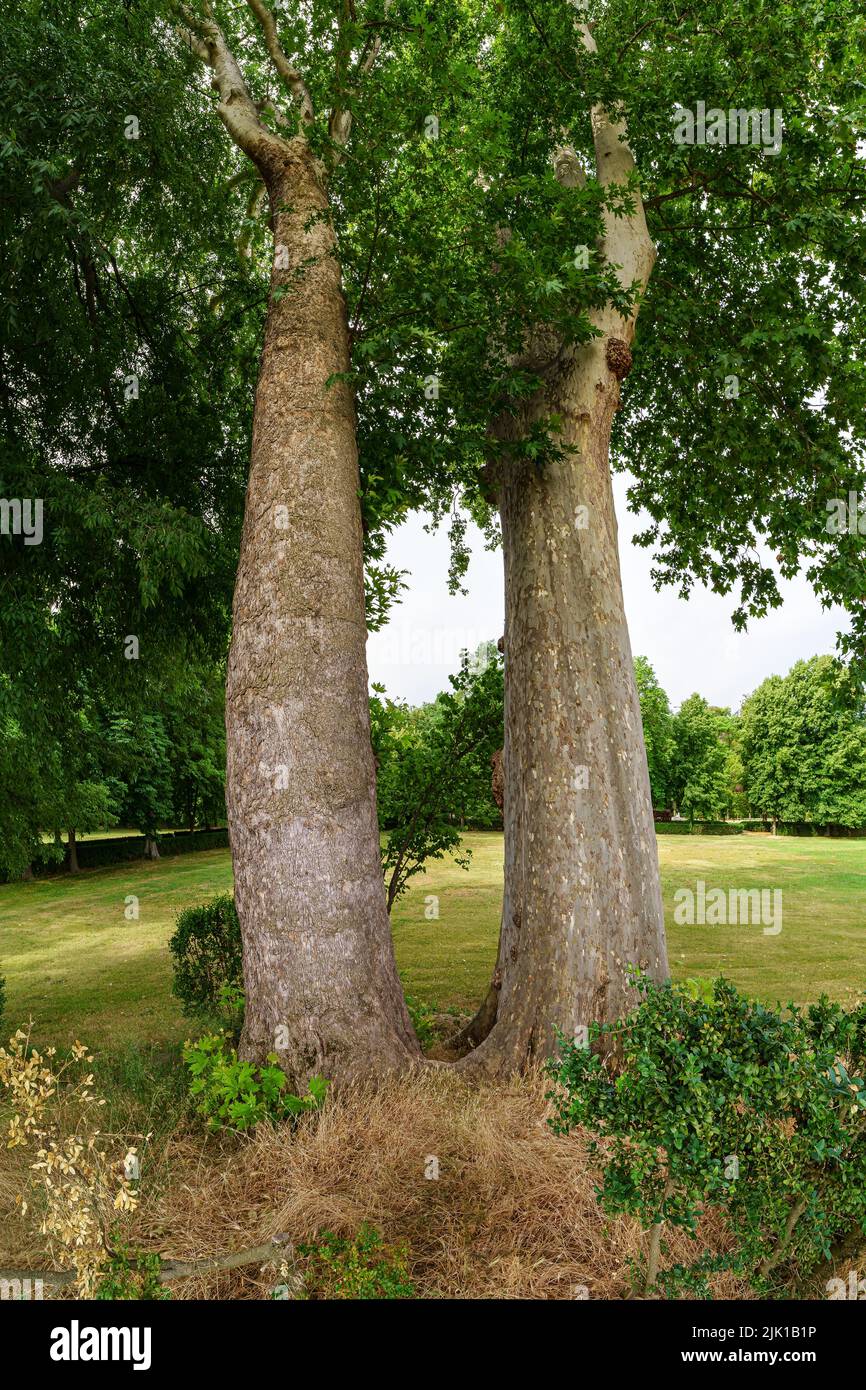Huge tree with double trunk in a public park in Madrid. Aranjuez Stock ...