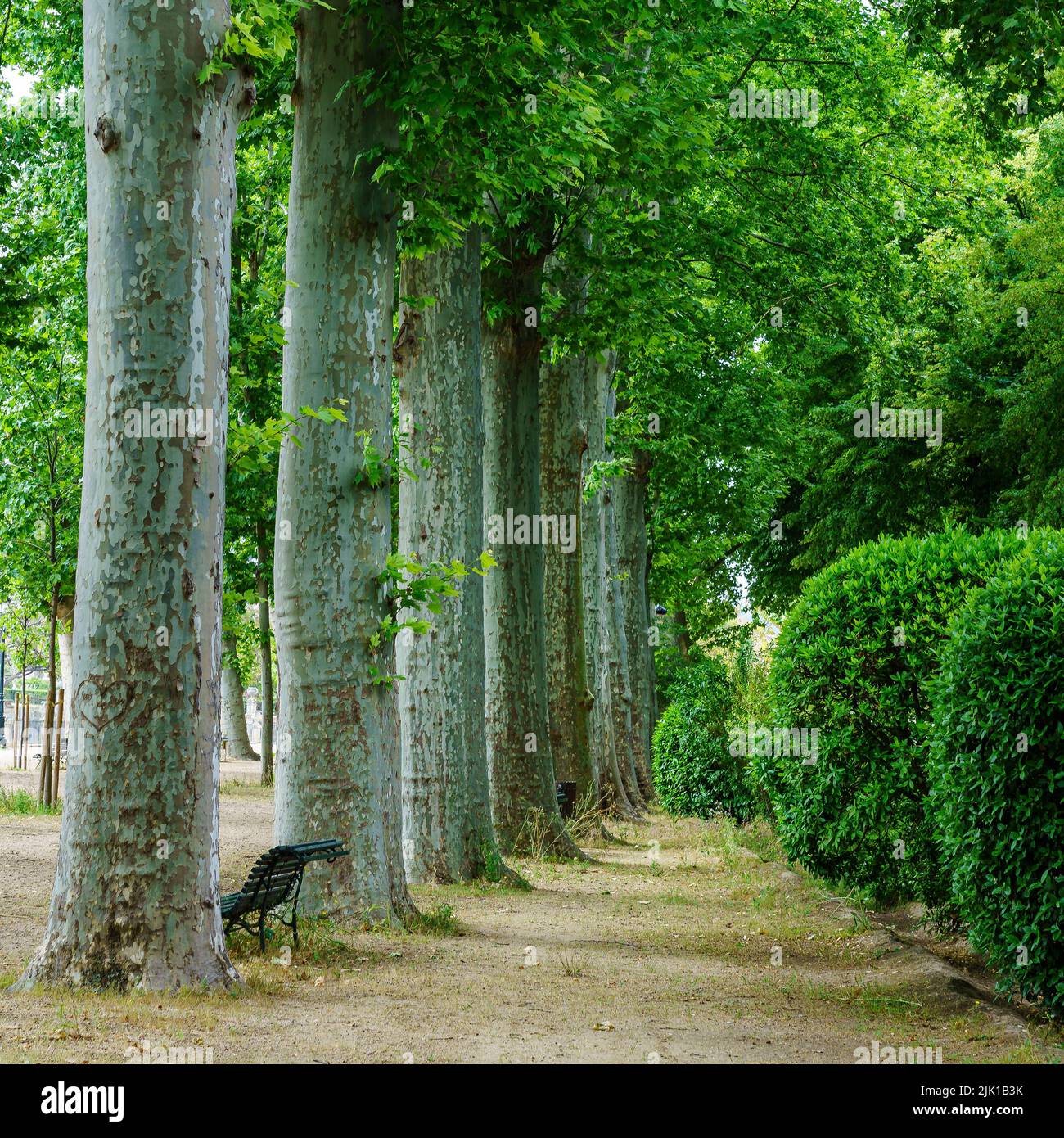 Nice walk through the public park with large trees and benches to rest ...