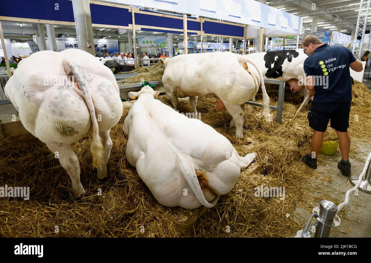 Bleu blanc belge hi-res stock photography and images - Alamy