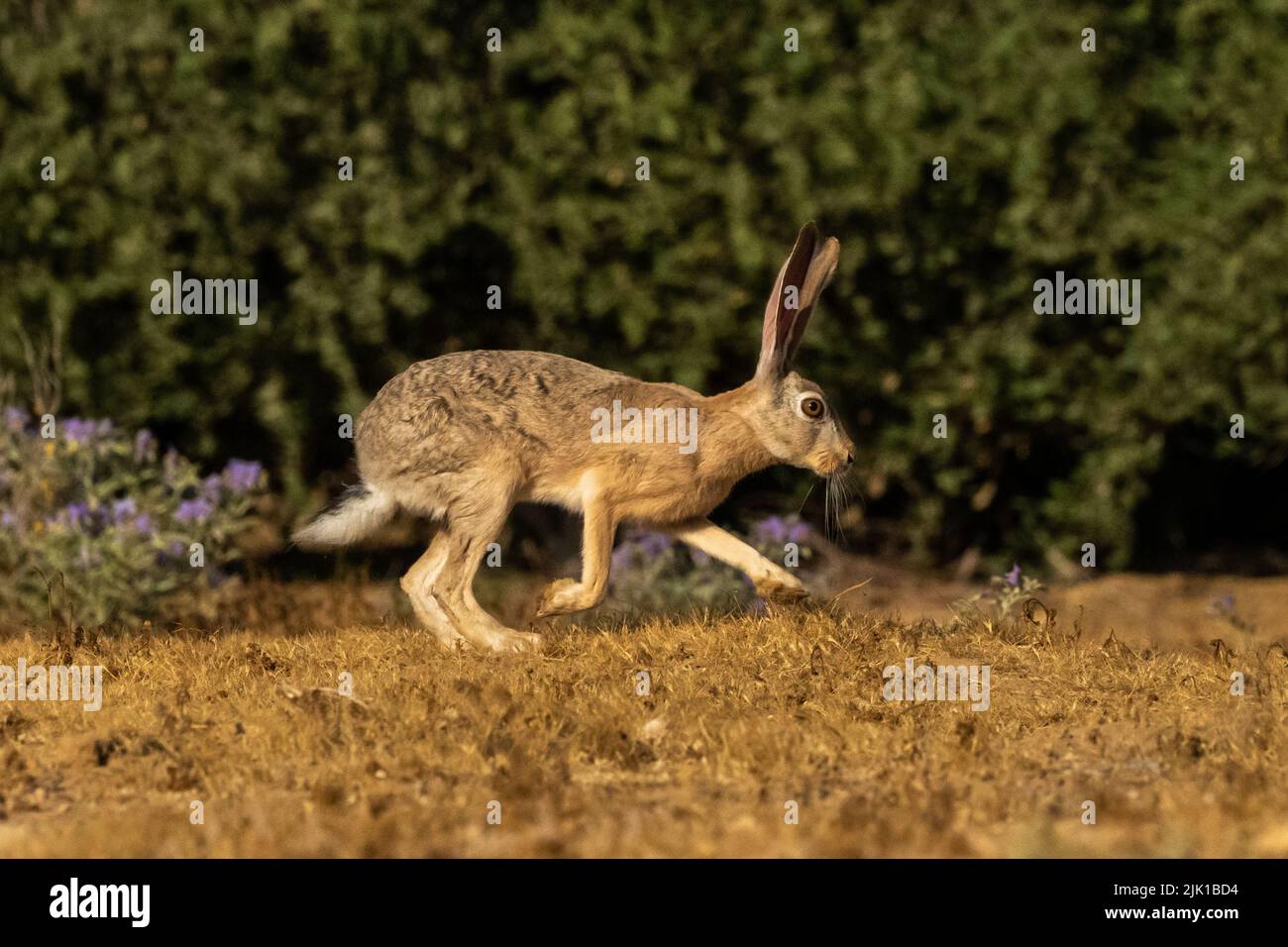 Cape hare (Lepus capensis Stock Photo - Alamy