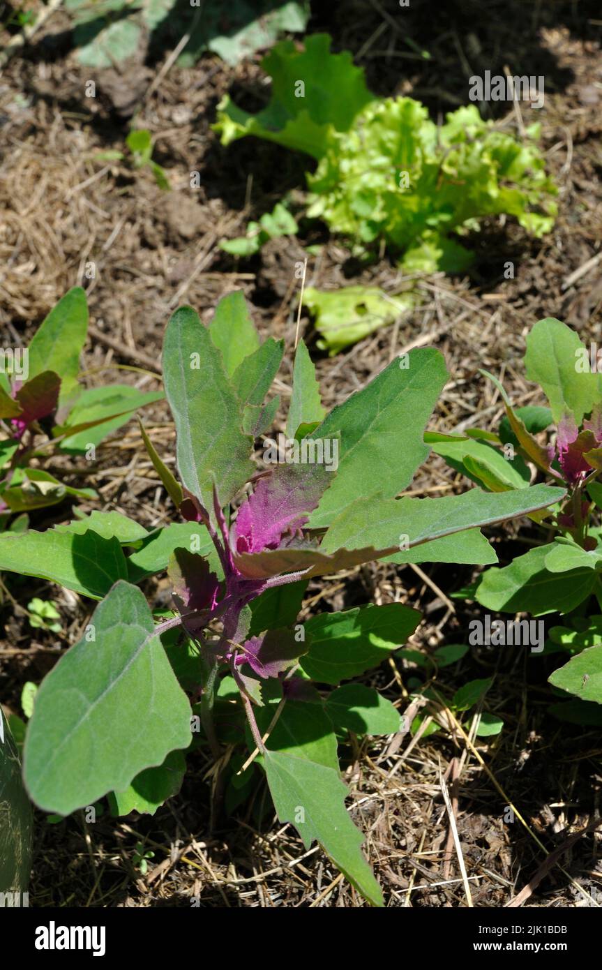 Chenopod in a garden in France Stock Photo - Alamy