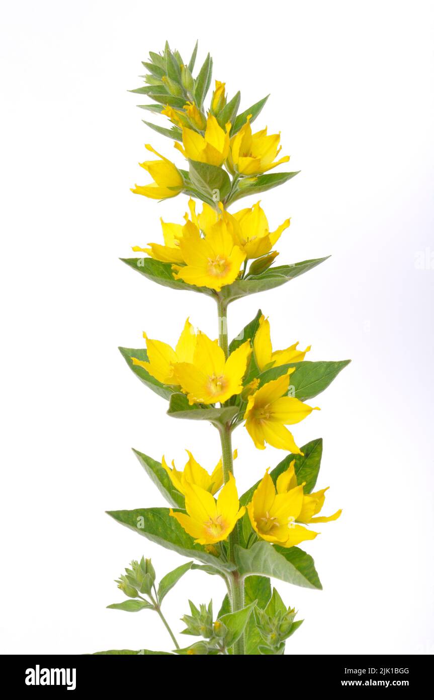 Lysimachus on a white background studio shots Stock Photo - Alamy