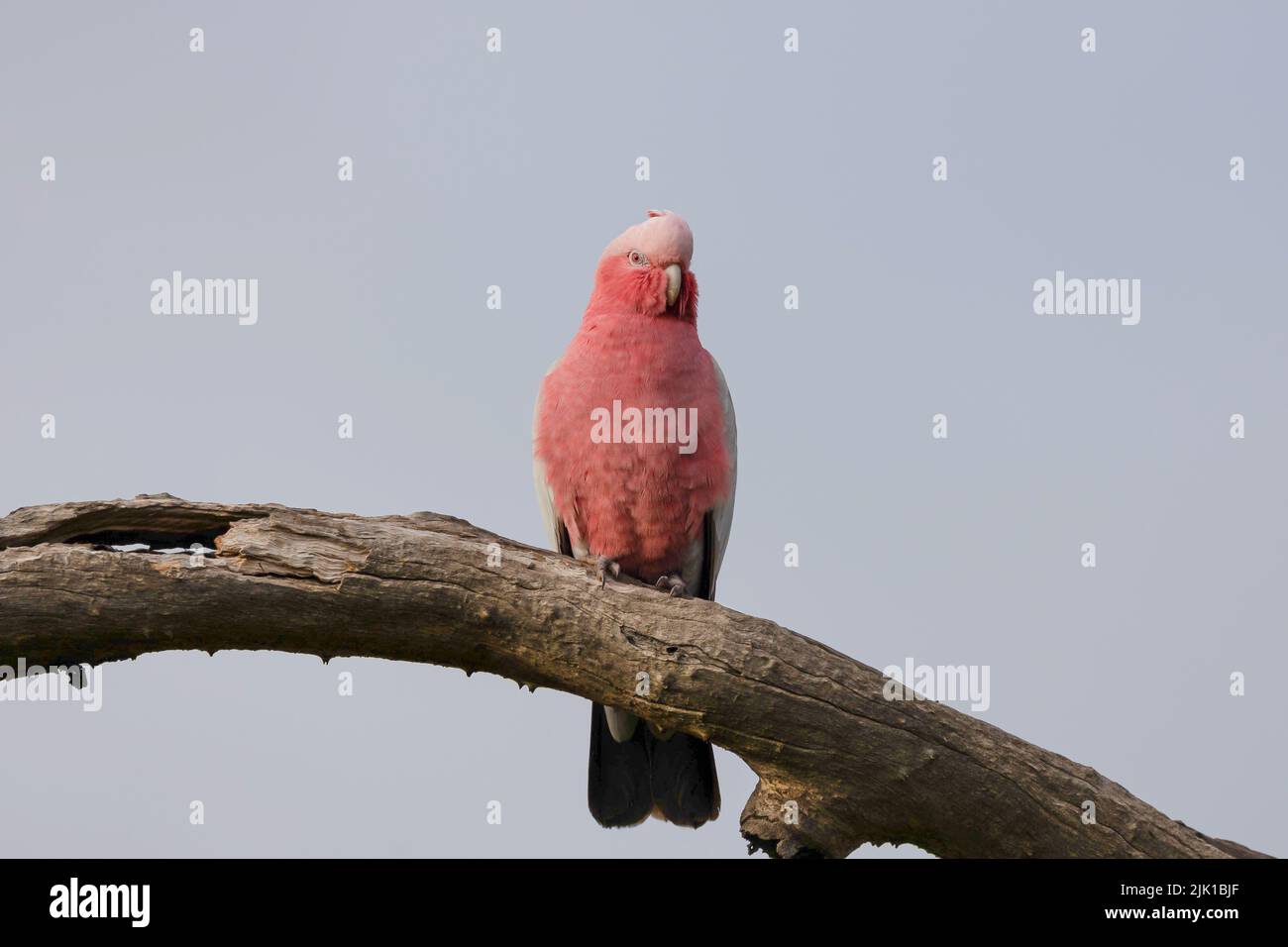 Grey and pink galah hi-res stock photography and images - Alamy