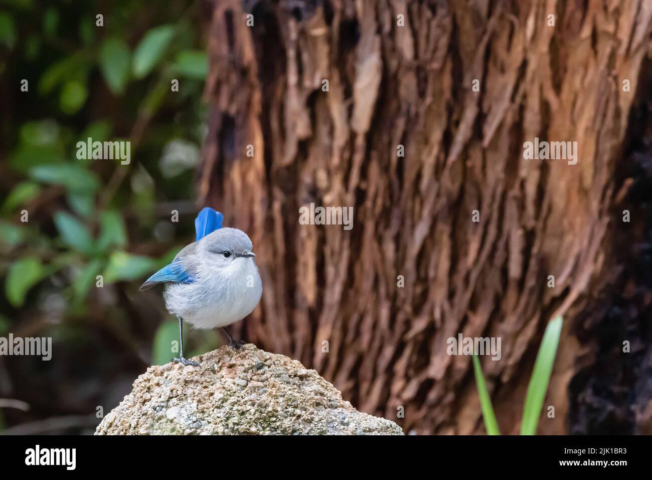 A beautiful female blue wren is singing in the morning (front on Stock ...