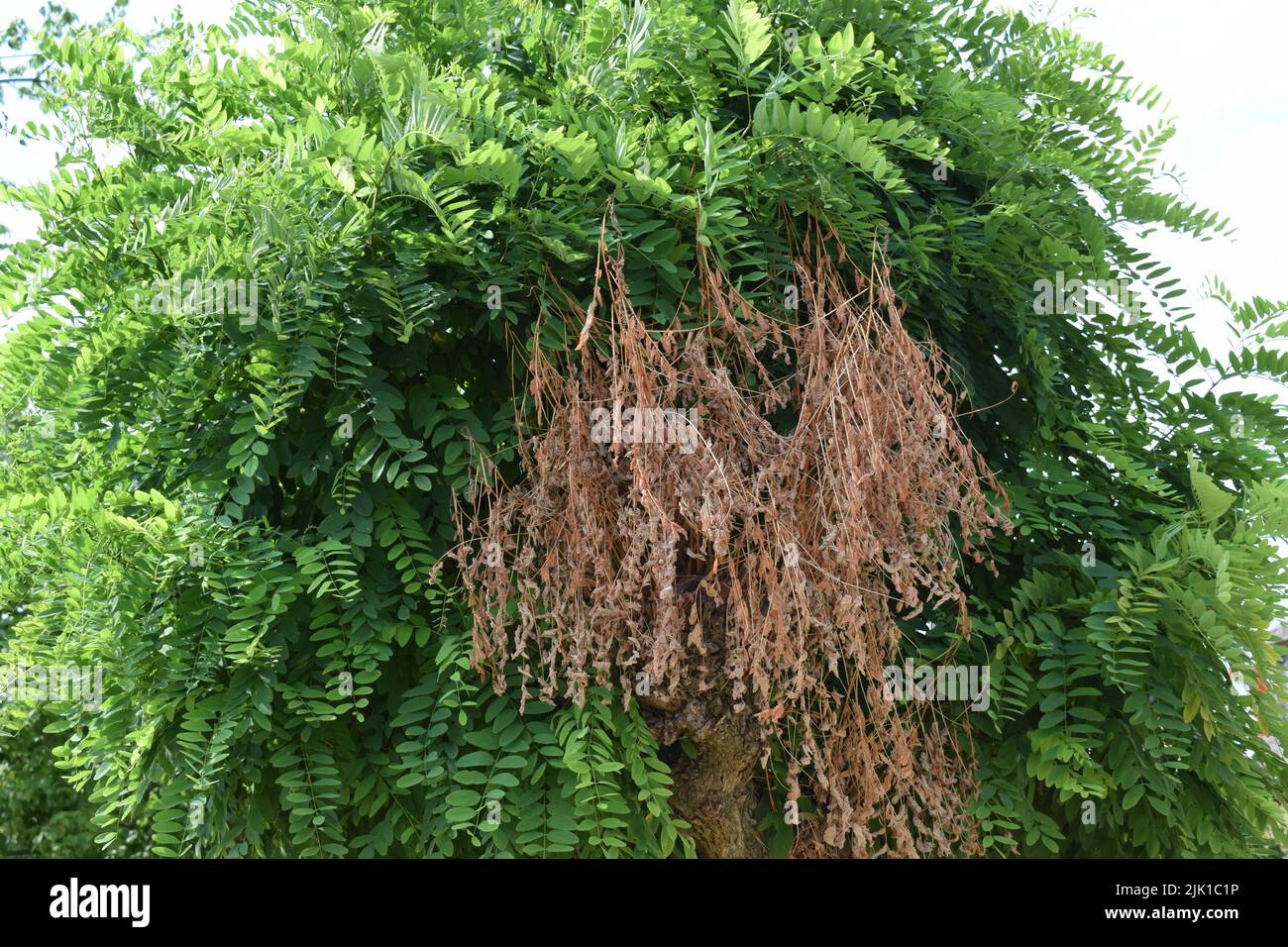 green tree with one dry branch Stock Photo - Alamy