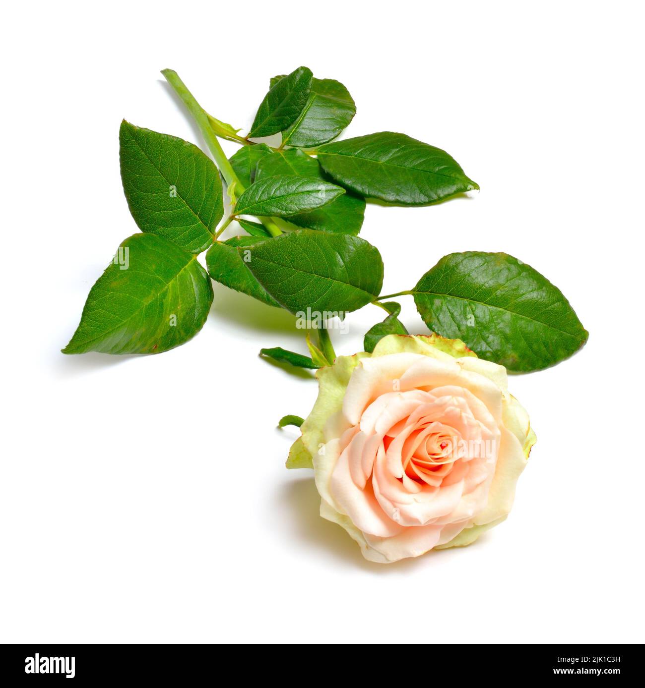 Light Pink or salmon rose. Isolated on white background. Full dept of ...